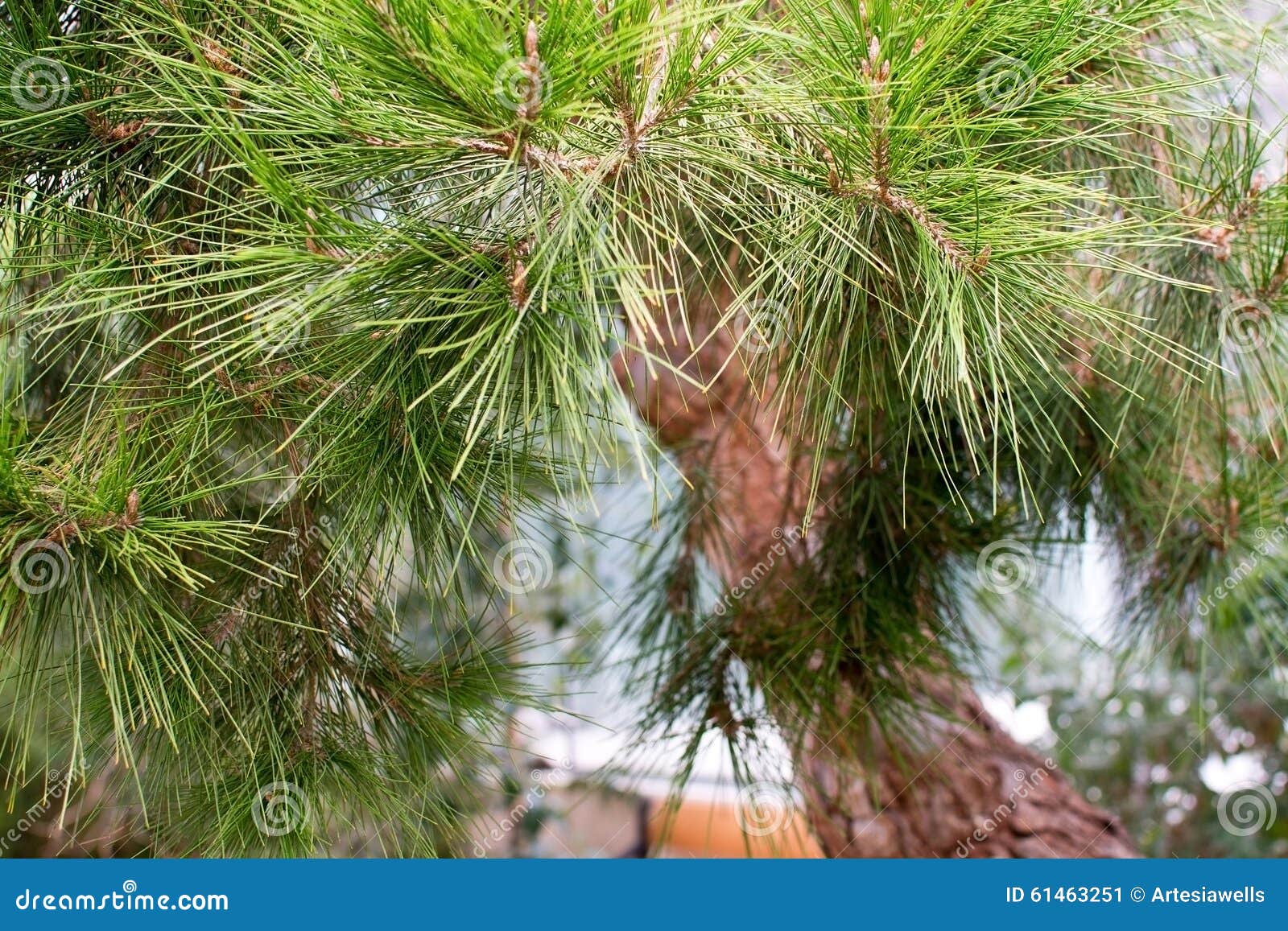 Aleppo pine stock image. Image of plant, green, organic - 61463251