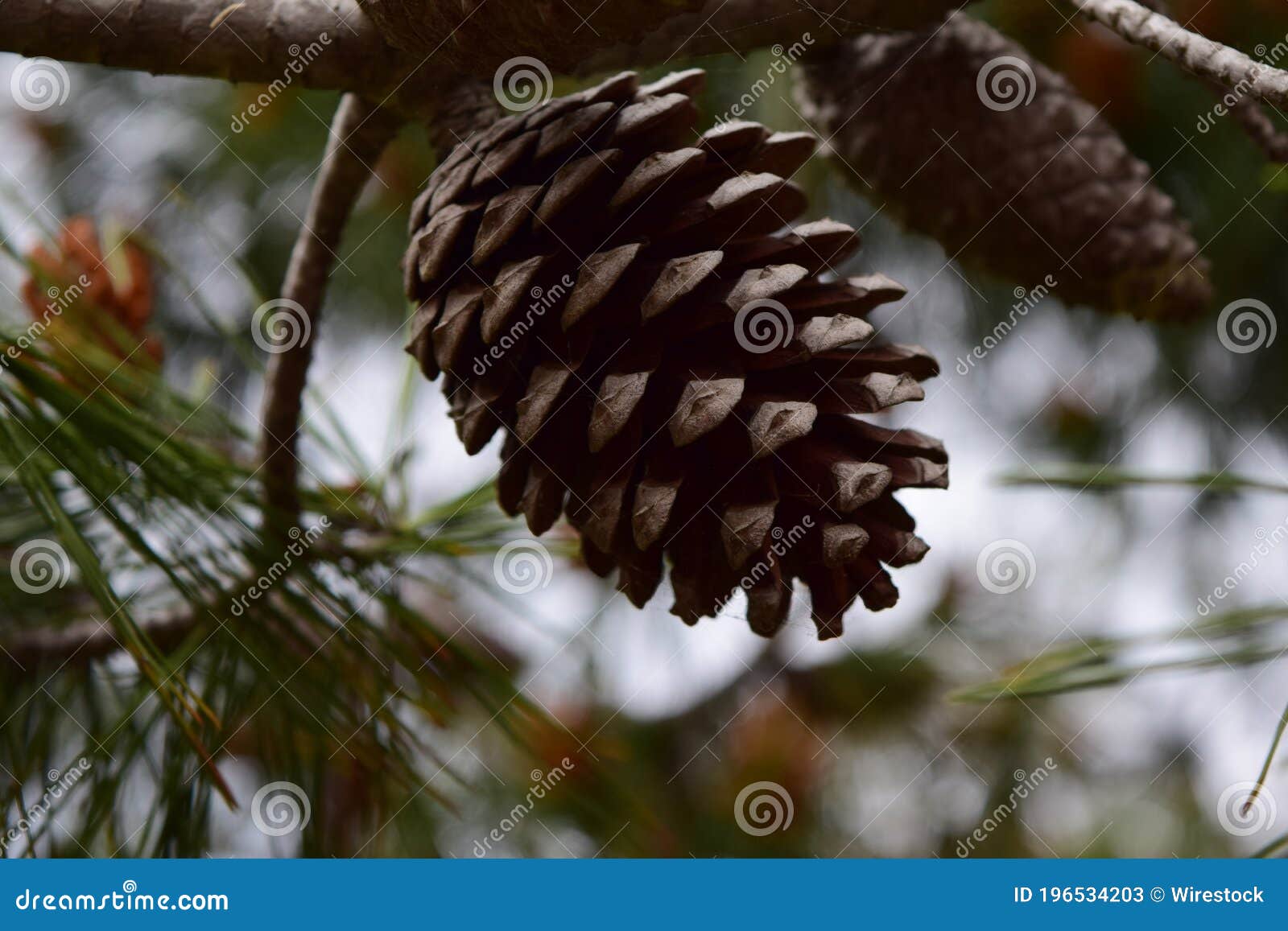 An Aleppo Pine Cone, Open and Releasing Its Seeds. Stock Image - Image ...