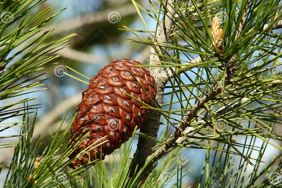 Aleppo Pine stock image. Image of pinus, outdoor, pine - 44828631