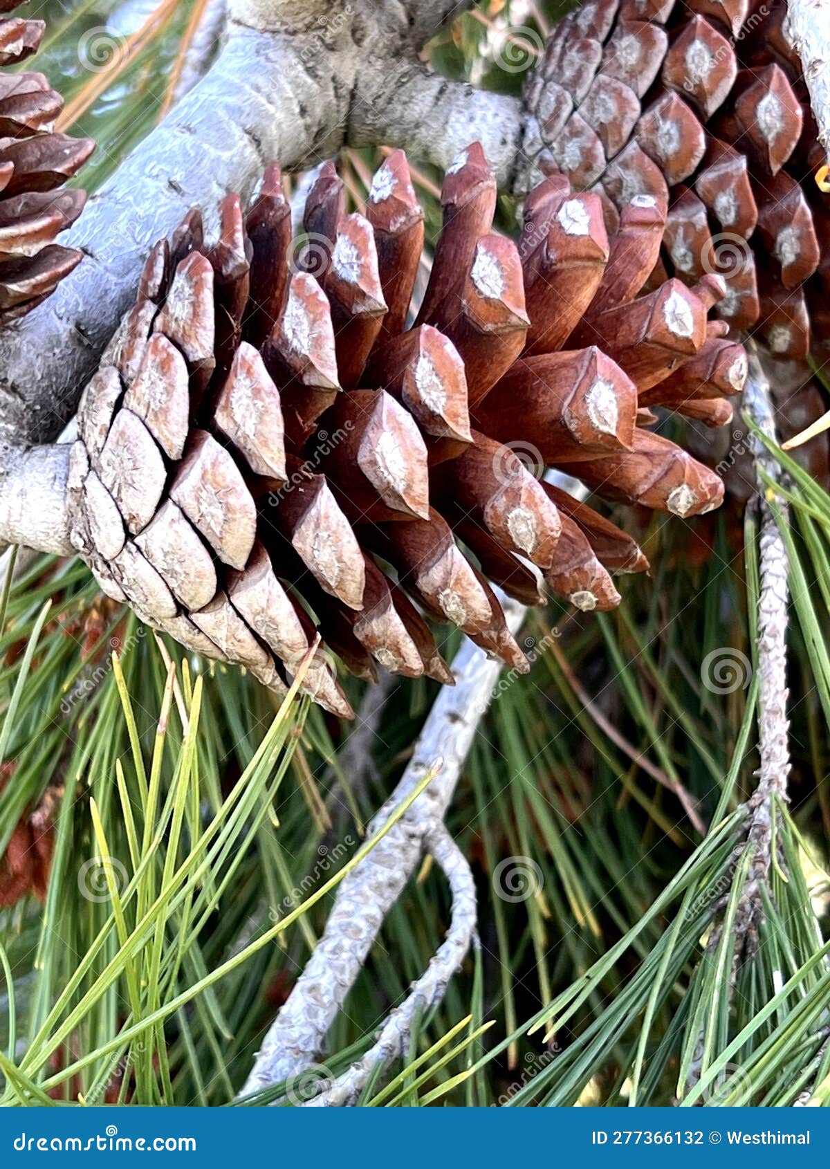 Aleppo Pine, Jerusalem Pine, Pinus Halepensis Stock Photo - Image of ...