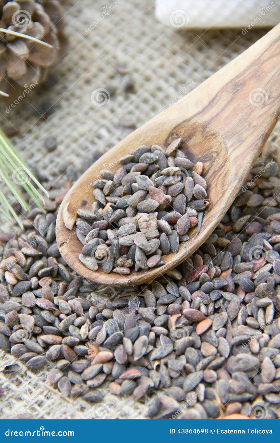 Aleppo pine seeds stock photo. Image of fabrick, protein - 43864698