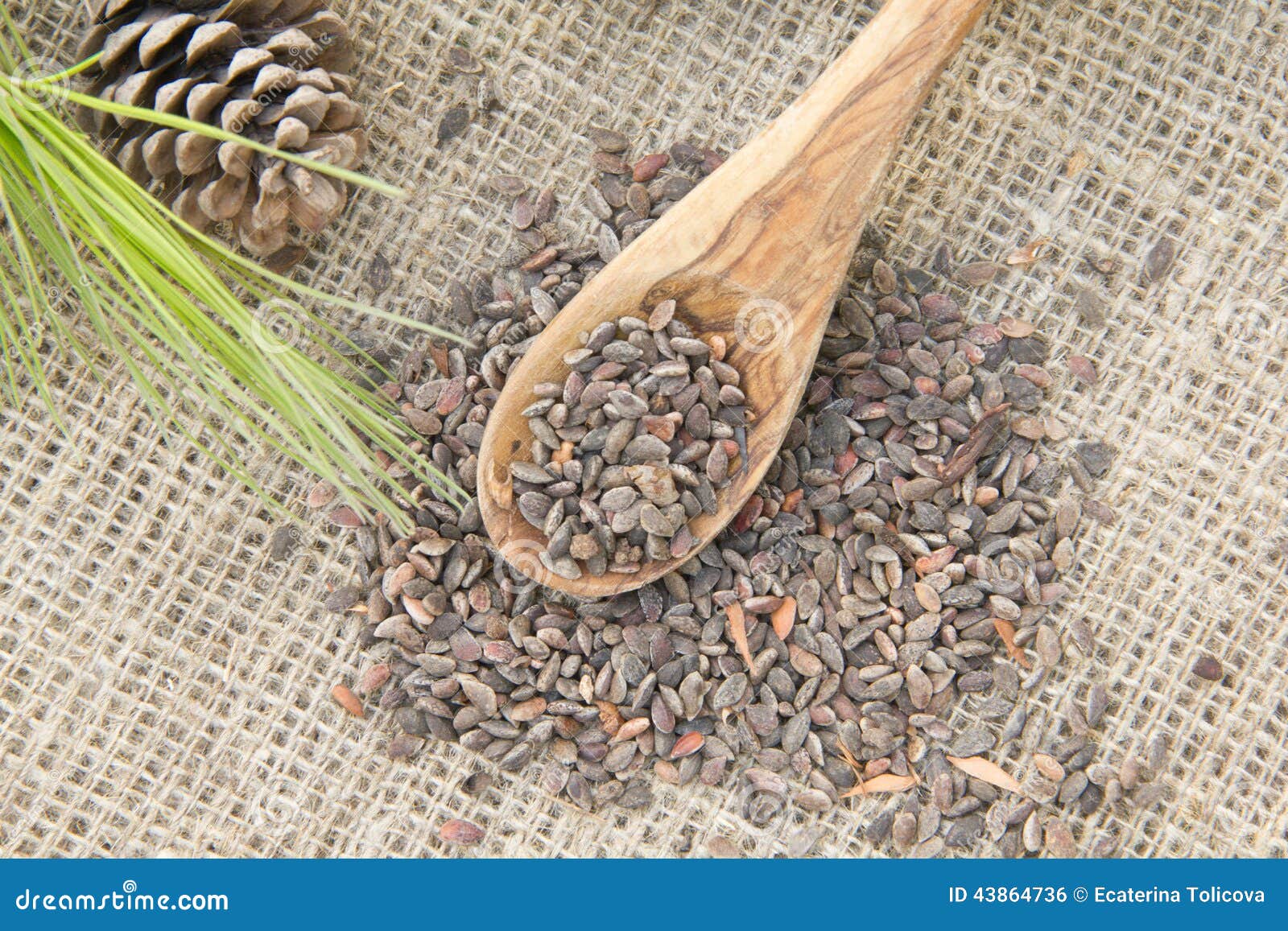 Aleppo pine seeds stock photo. Image of arabic, strong - 43864736
