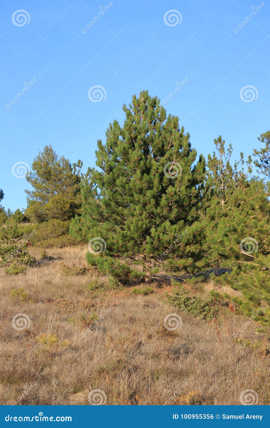 Aleppo pine tree stock photo. Image of aleppo, pine - 100955356