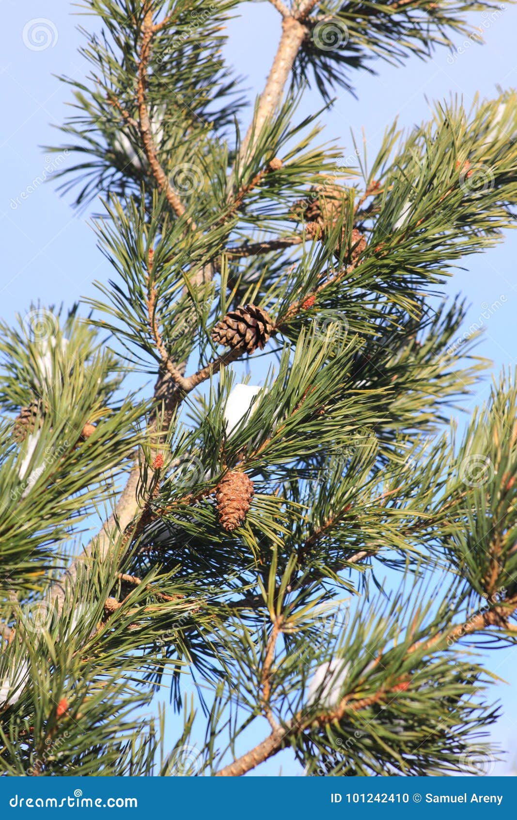 Aleppo pine tree stock photo. Image of pyrenees, uncinata - 101242410