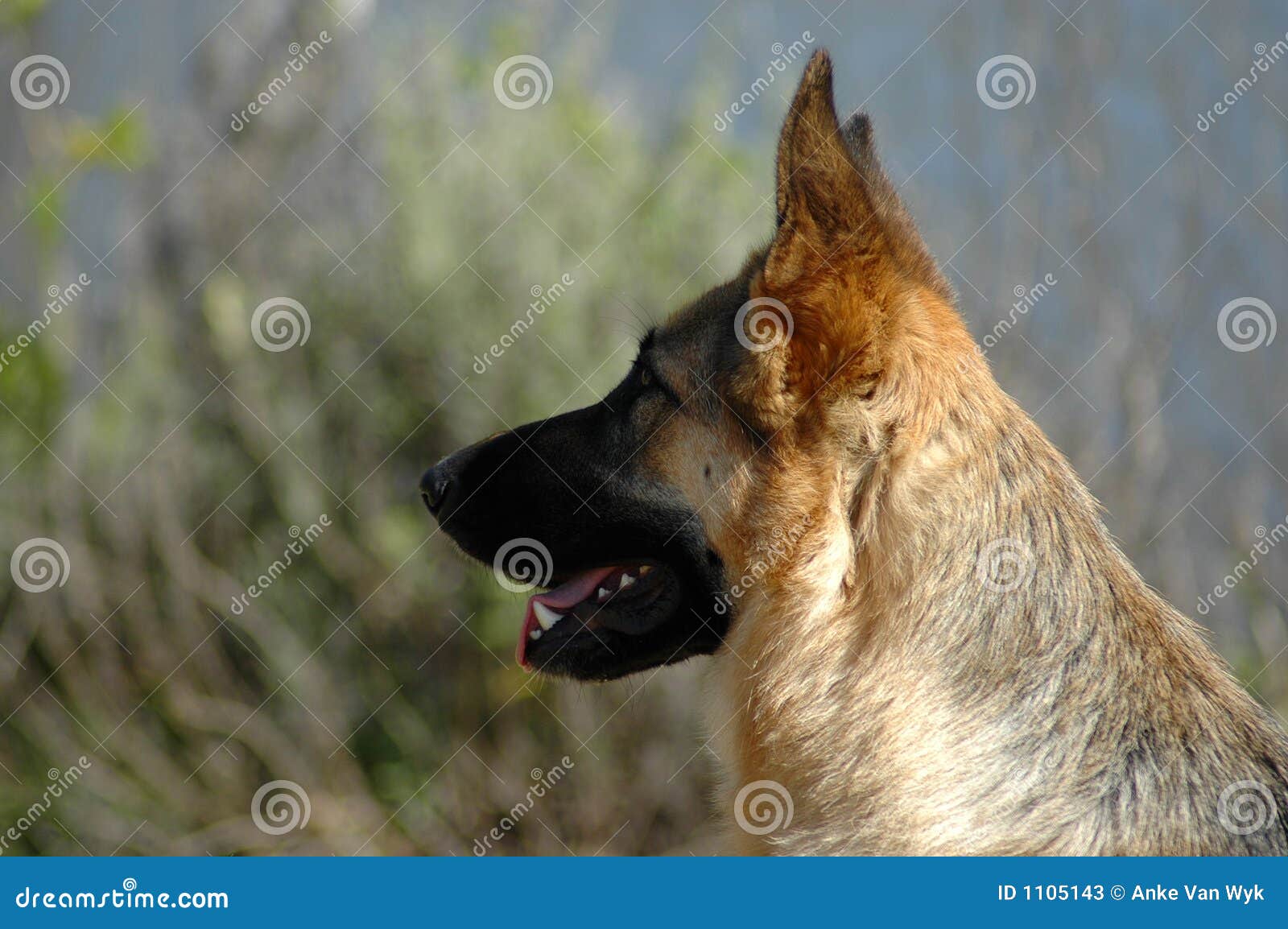 Alert Alsatian dog stock image. Image of head, looks, look - 1105143