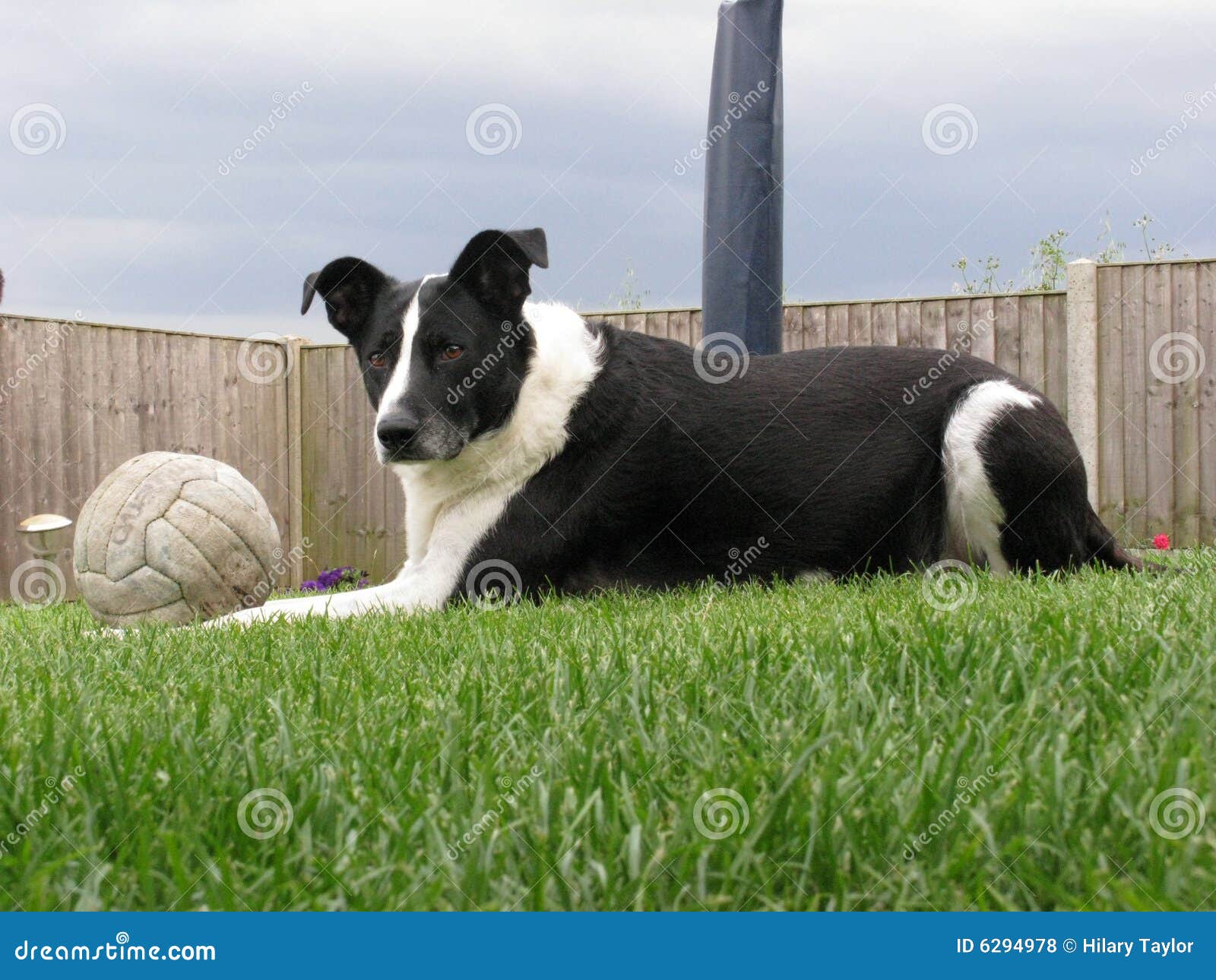 Alert B/W Dog with ball stock photo. Image of garden, ears - 6294978