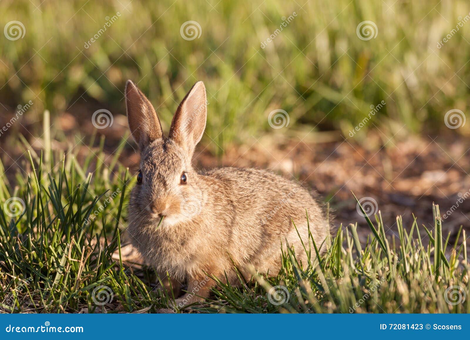 Alert Baby Cottontail Rabbit Stock Image - Image of cute, lagomorph ...
