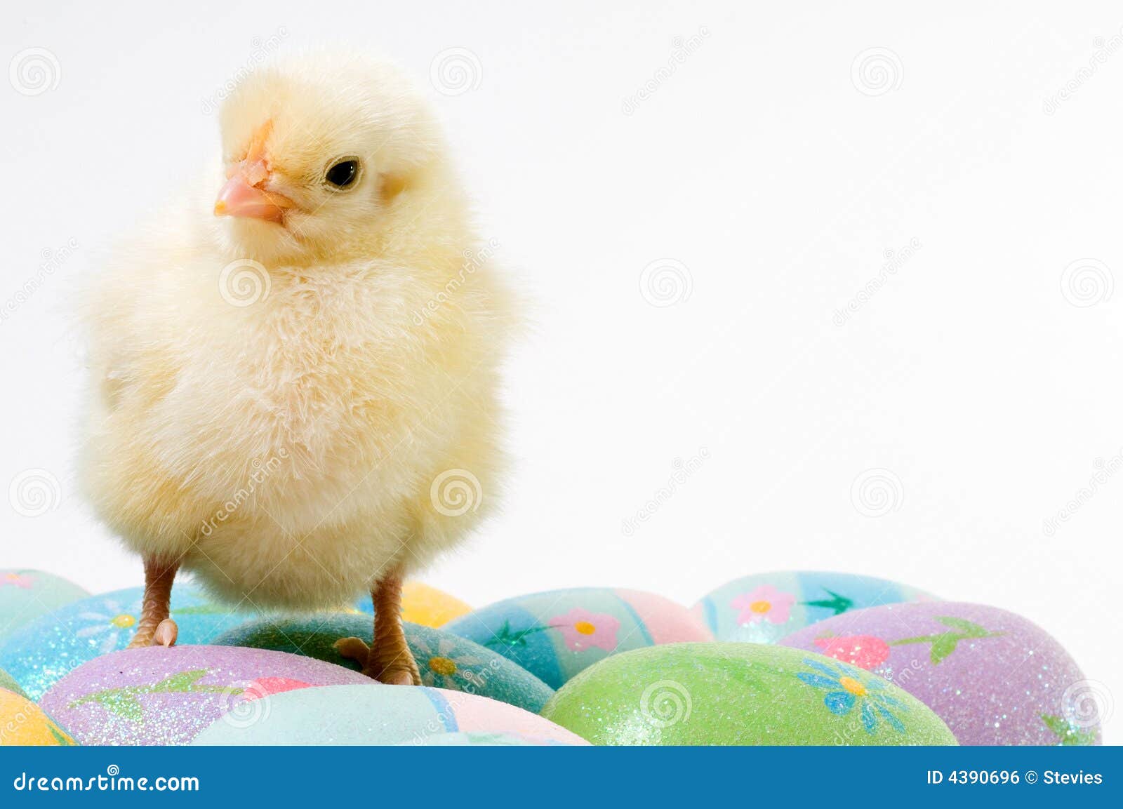 An Easter Chick Sits On A White Rose Flower Stock Photography ...