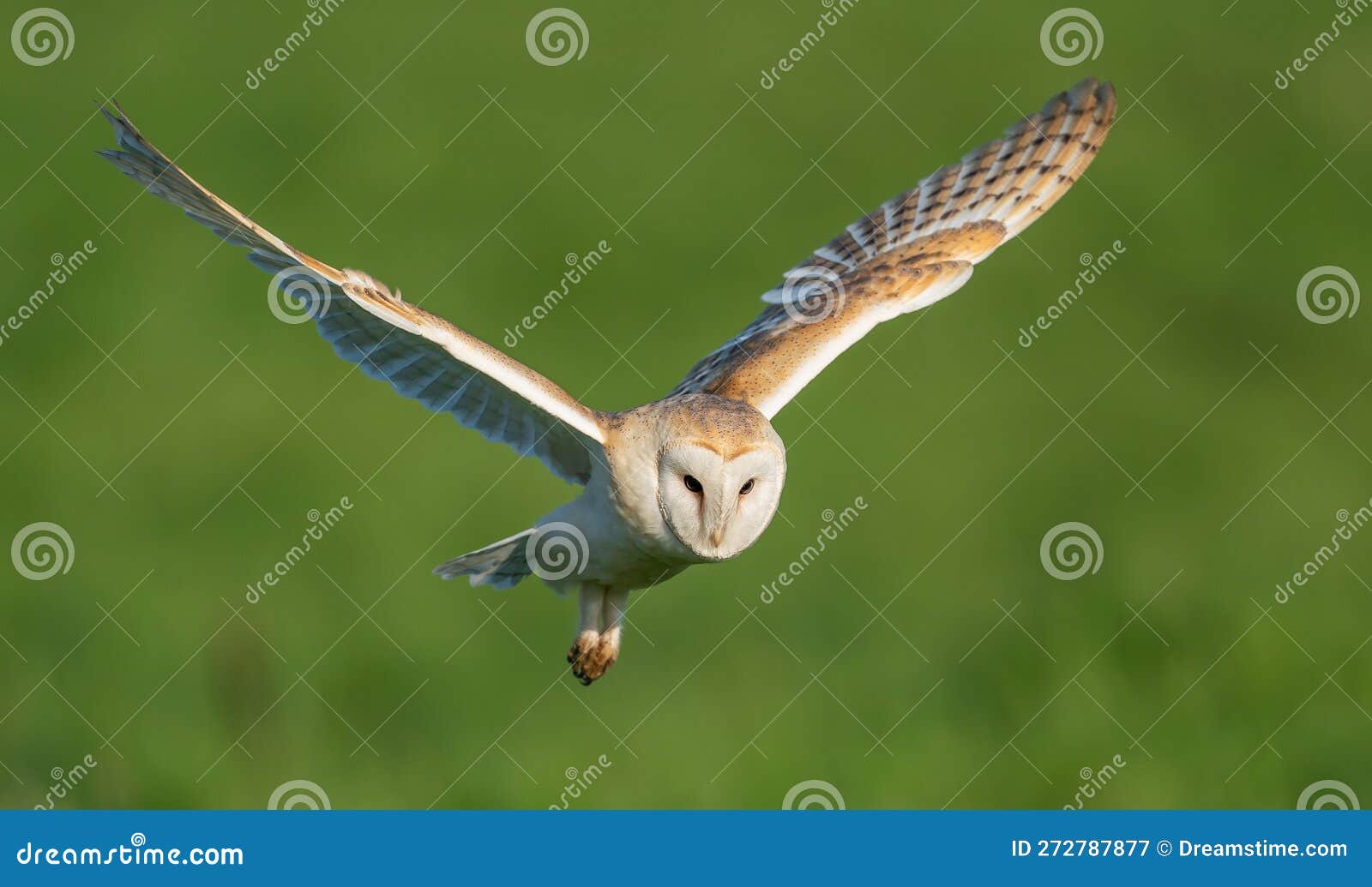 Alert Barn Owl is Captured in Mid-flight Stock Image - Image of ...
