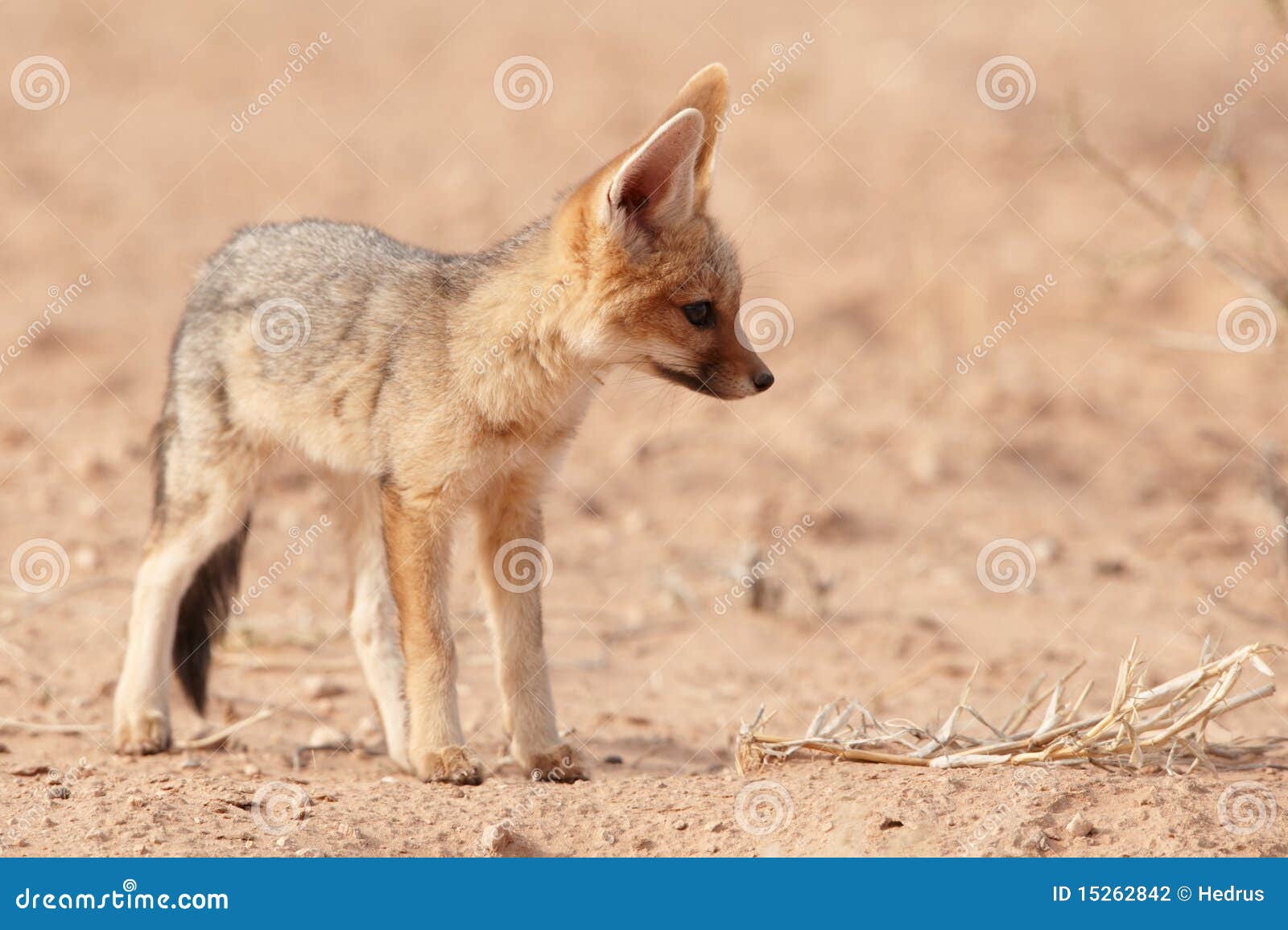 252 Little Jackal Stock Photos - Free & Royalty-Free Stock Photos from ...