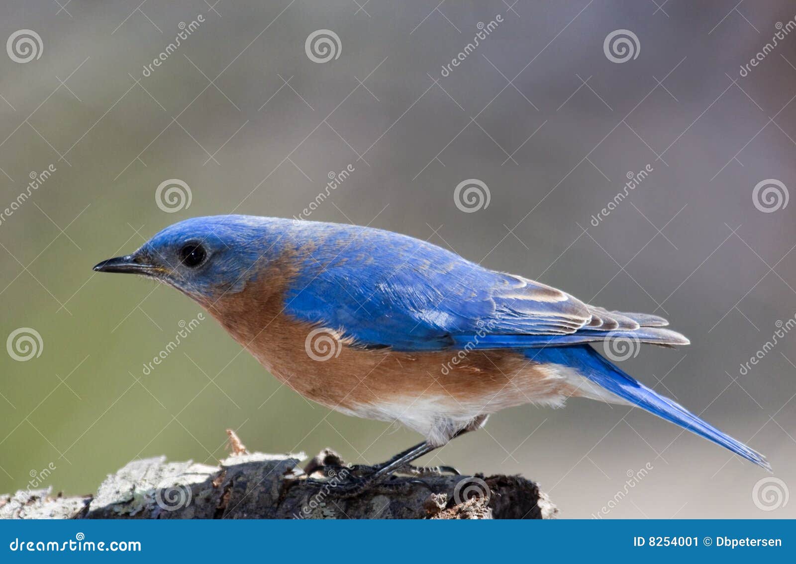 Alert Bluebird stock image. Image of blue, alert, bird - 8254001