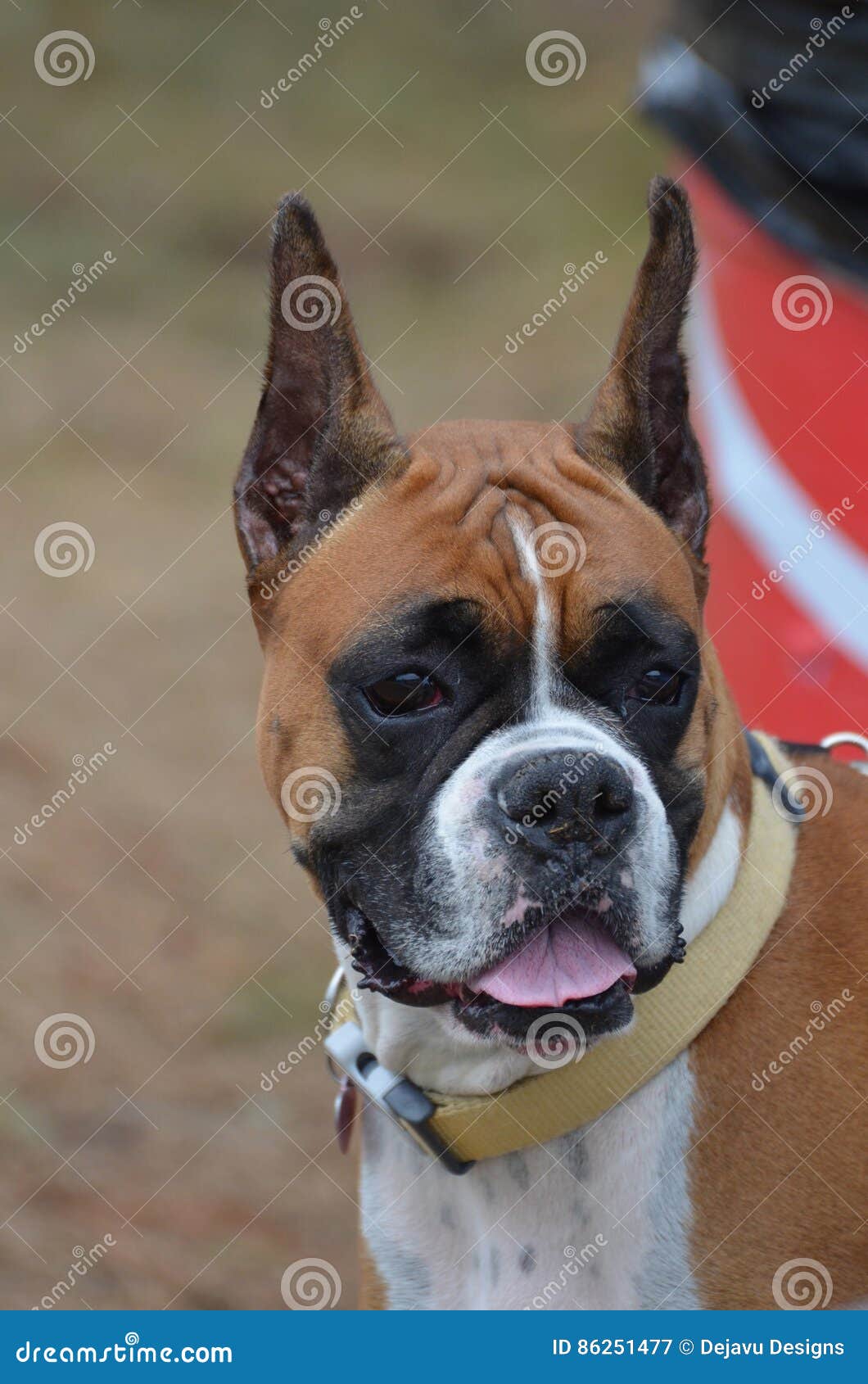 Alert Boxer Dog Face stock image. Image of breed, deutscher - 86251477