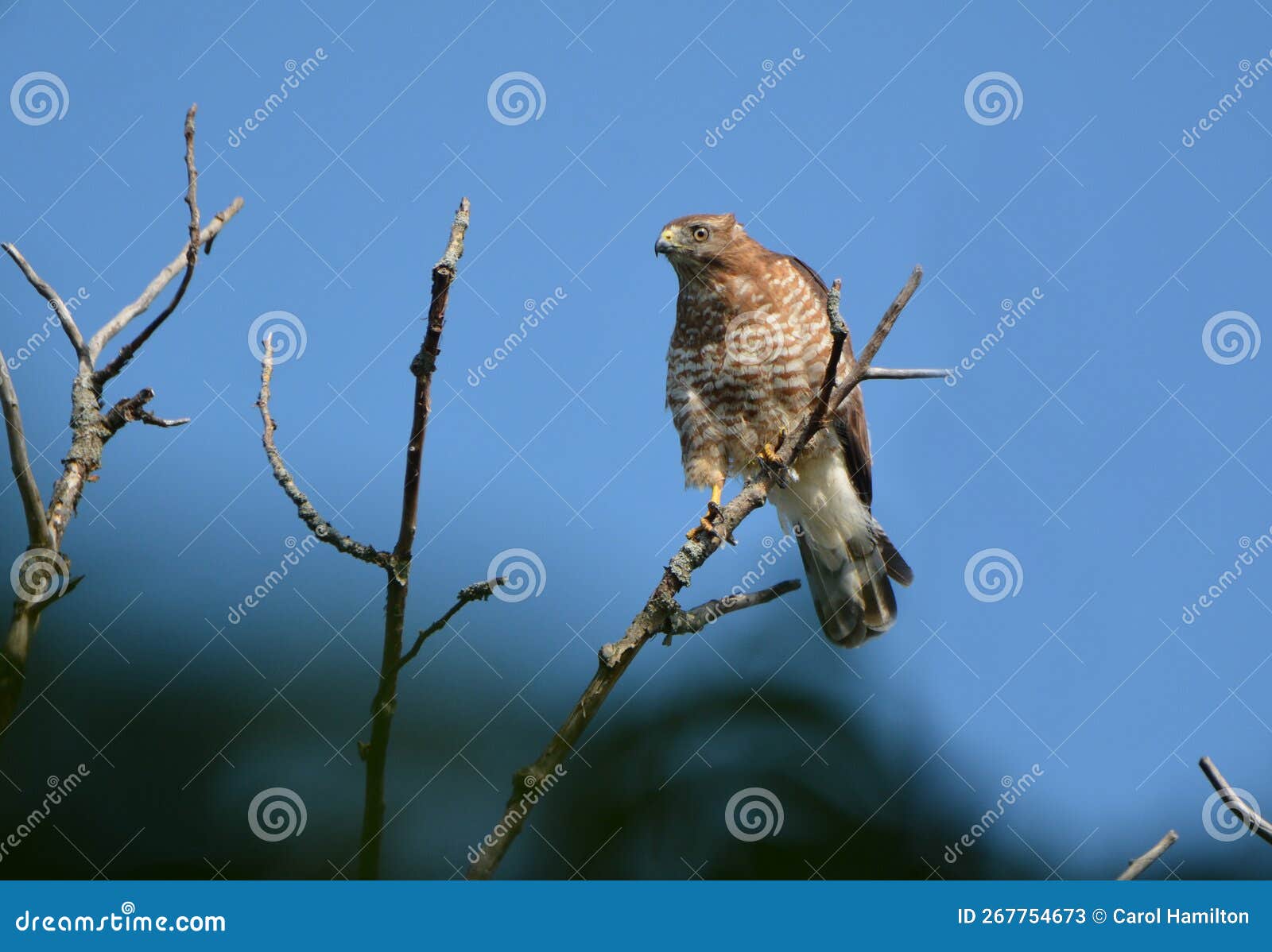 Alert Broad-winged Hawk Bird Perched in a Tree Stock Image - Image of ...