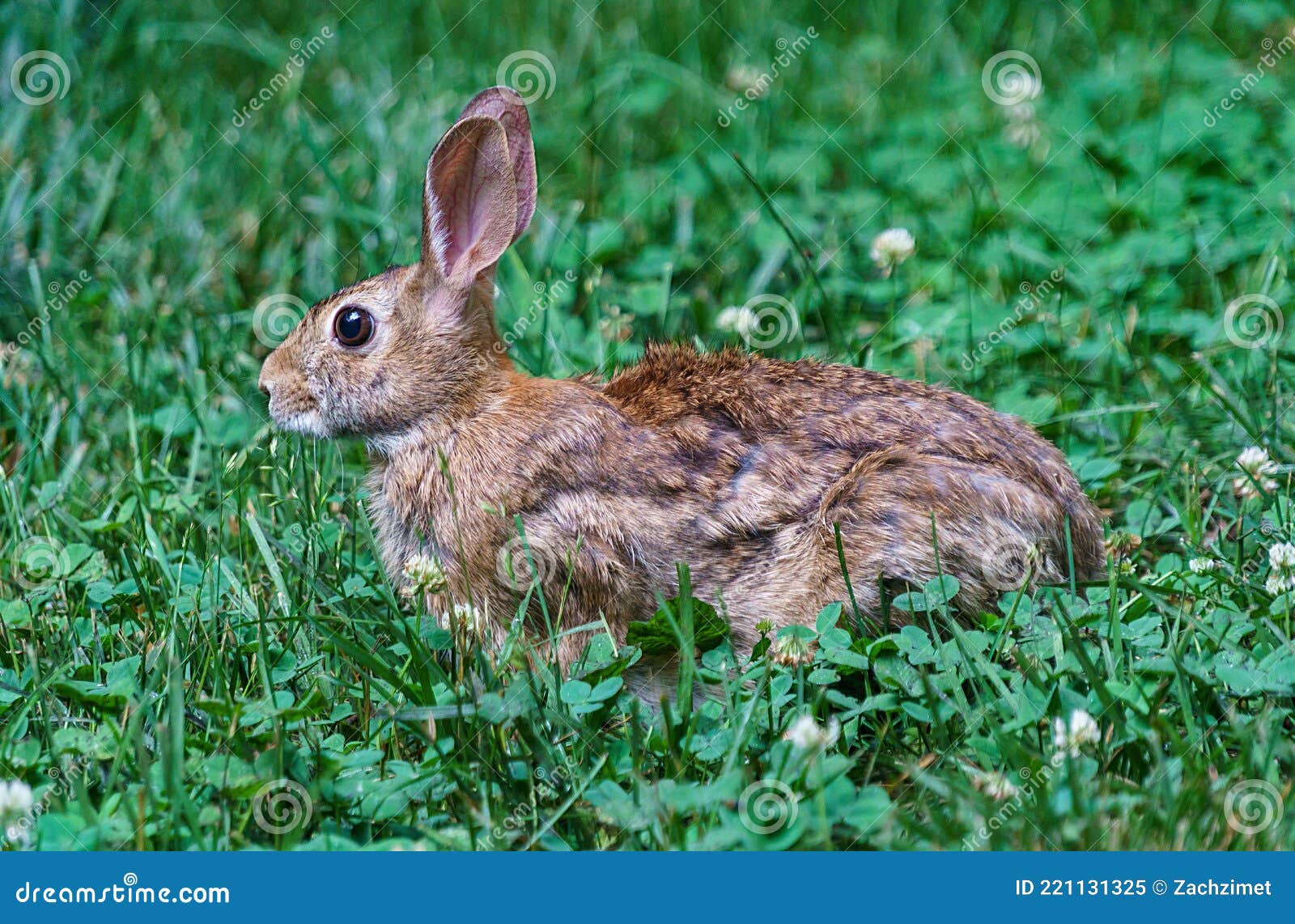 Alert Brown Rabbit Crouching in a Clover-filled Meadow Stock Image ...