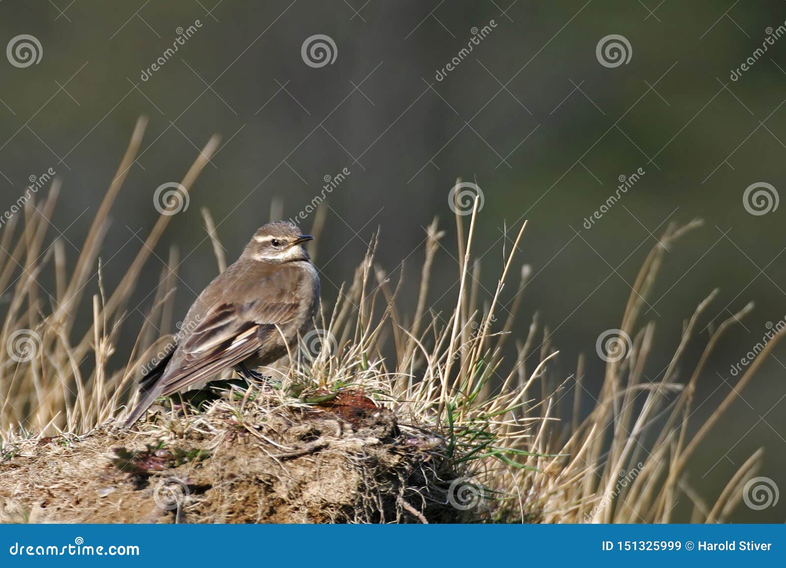 Alert Buff-winged Cinclodes, Cinclodes Fuscus Stock Image - Image of ...