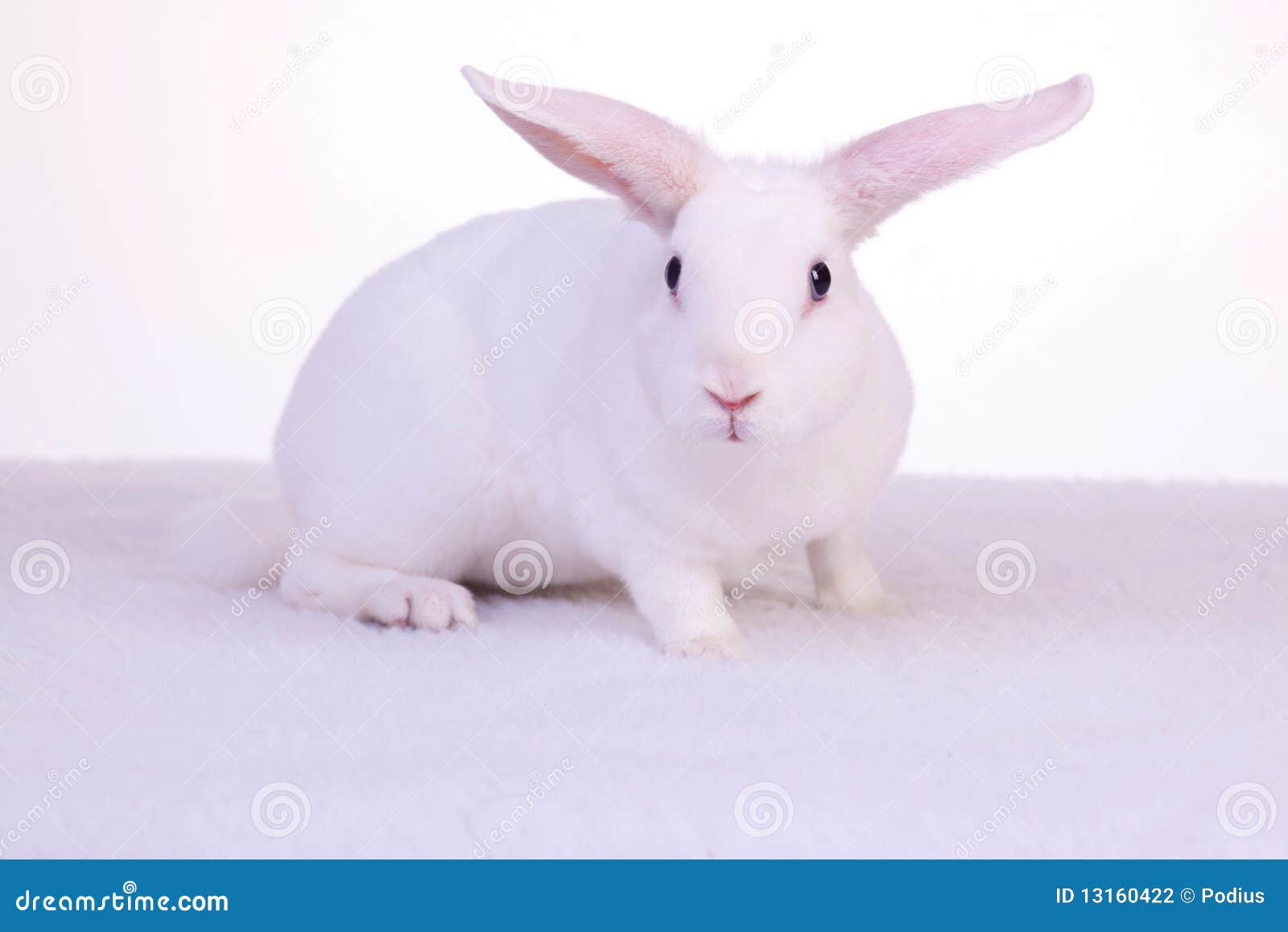 Alert Bunny stock photo. Image of rabbit, rodent, white - 13160422