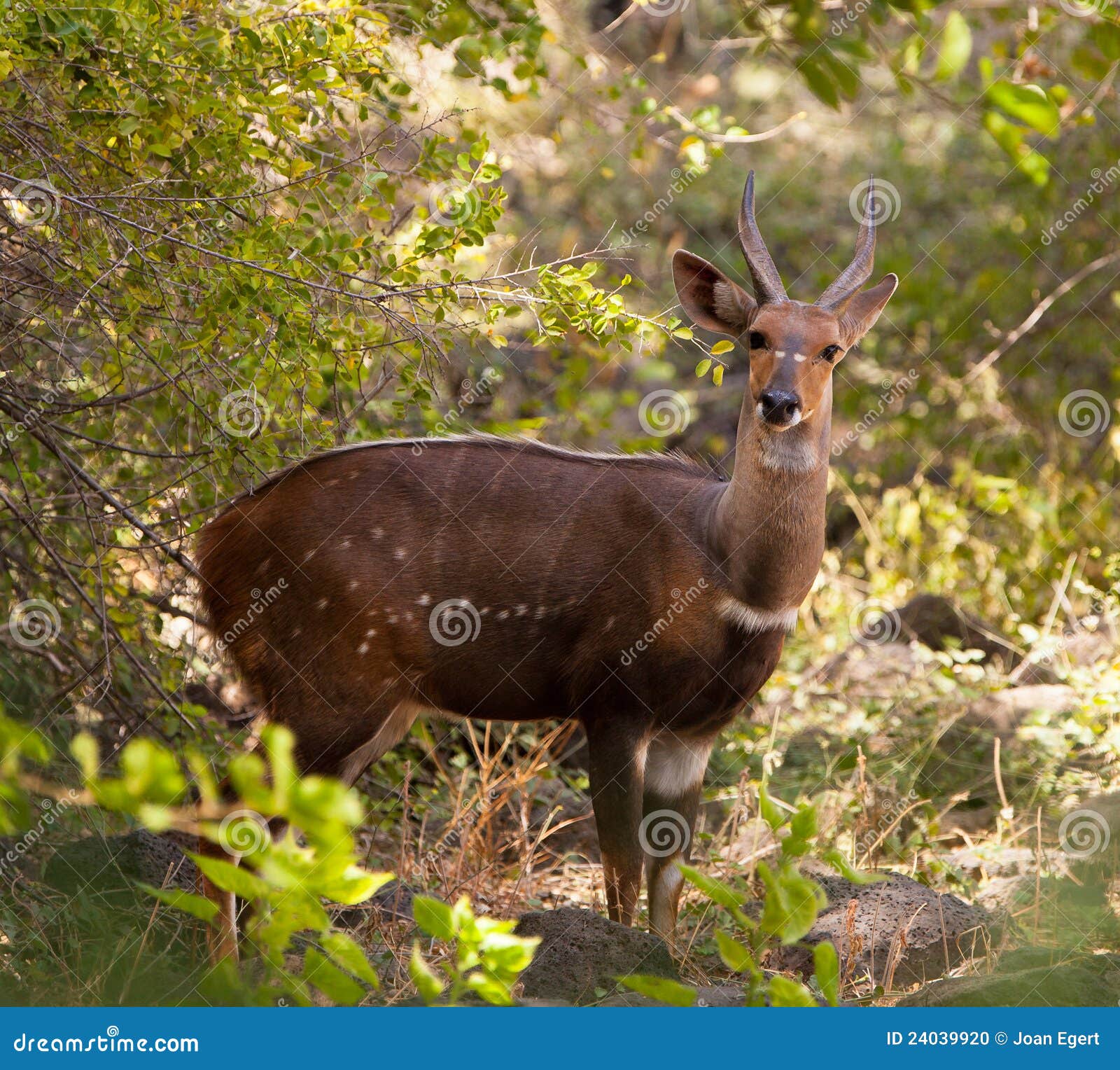 Bushbuck Hiding From Predators On Savanna Stock Photo | CartoonDealer ...