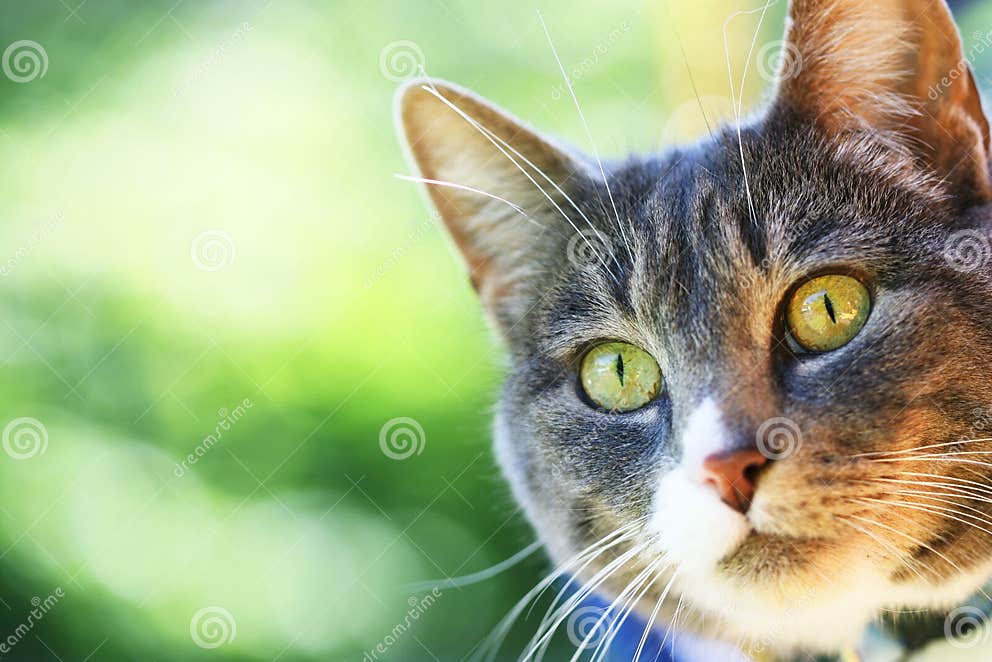 Alert cat. stock photo. Image of animal, white, hair - 13543840