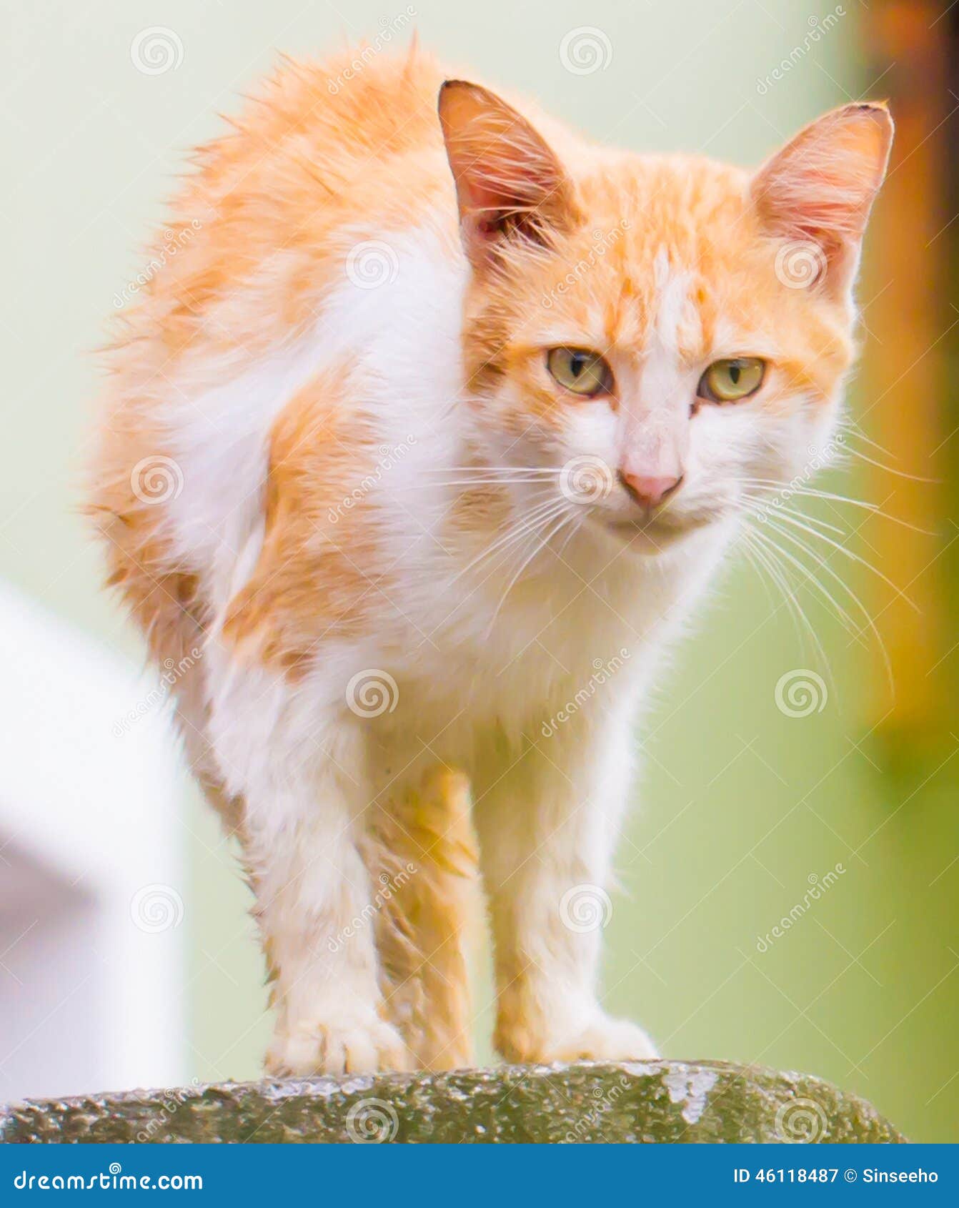 Alert cat stock image. Image of attack, alert, animals - 46118487