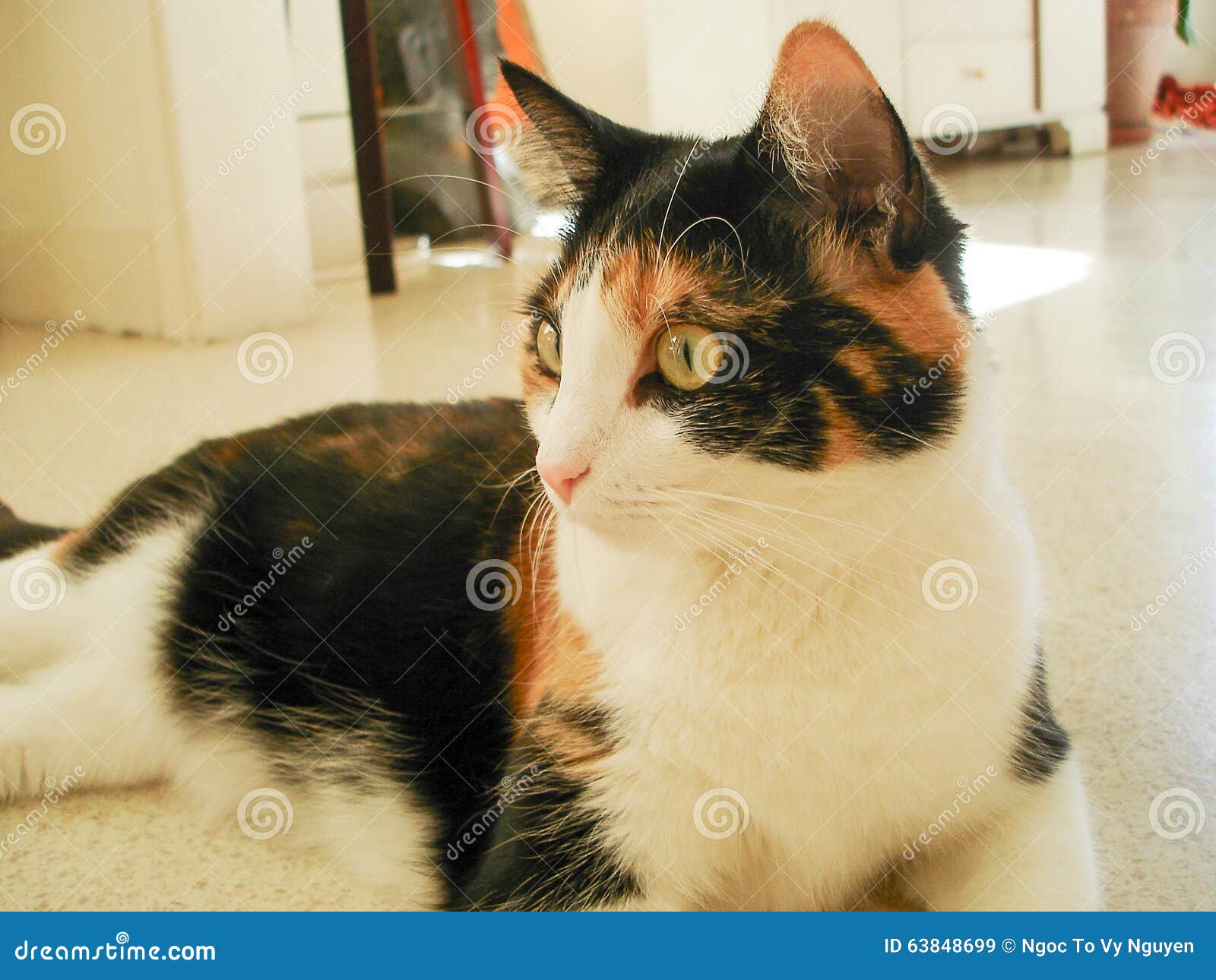 Alert cat stock image. Image of lying, green, house, home - 63848699