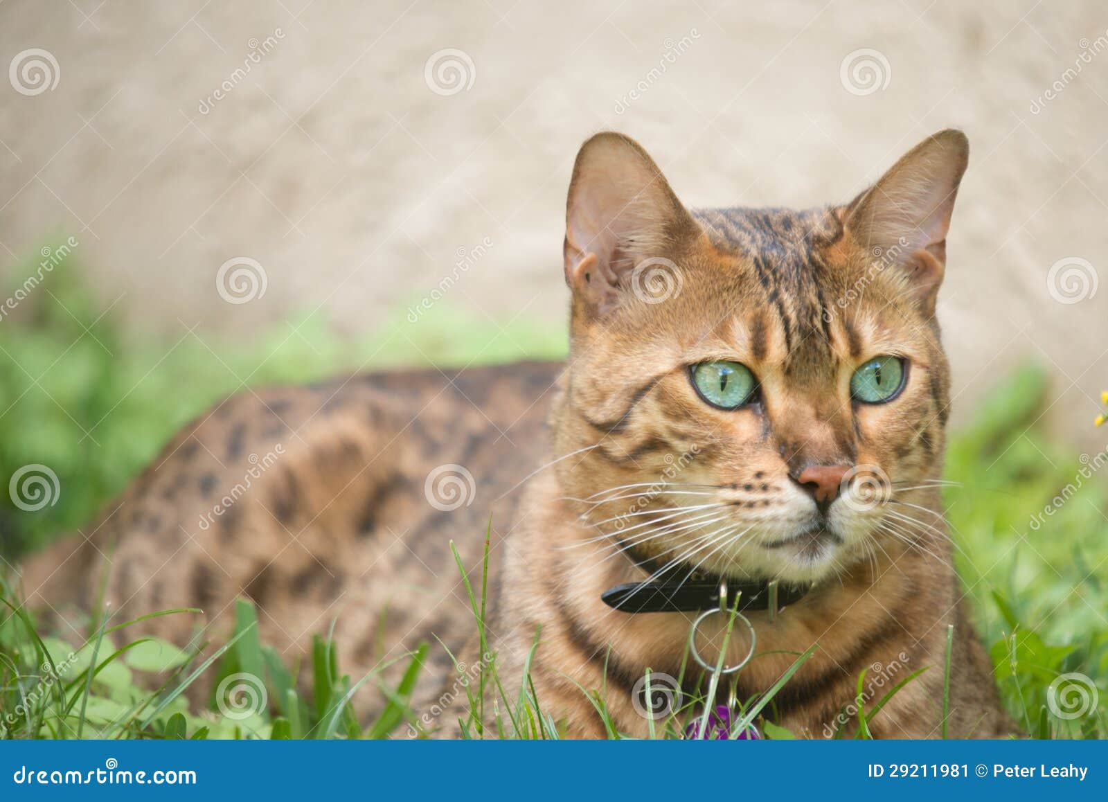 Alert cat with green eyes. stock image. Image of animal - 29211981