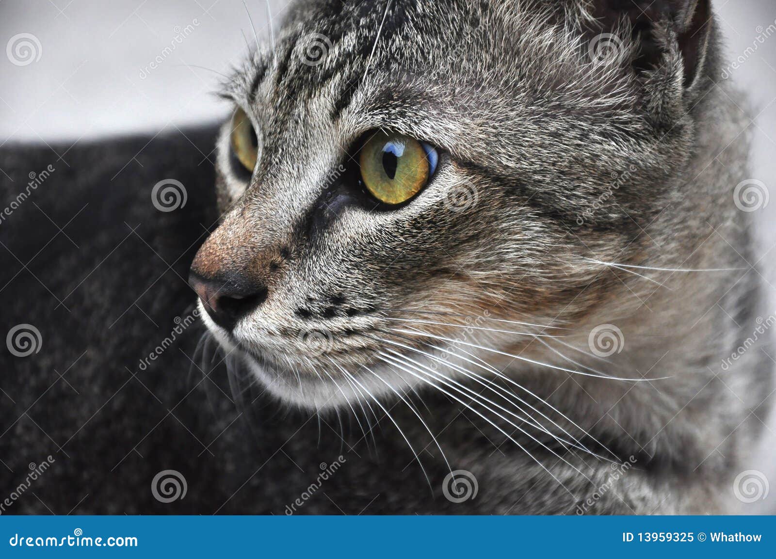 Alert Cat Looking Back stock image. Image of furry, portrait - 13959325