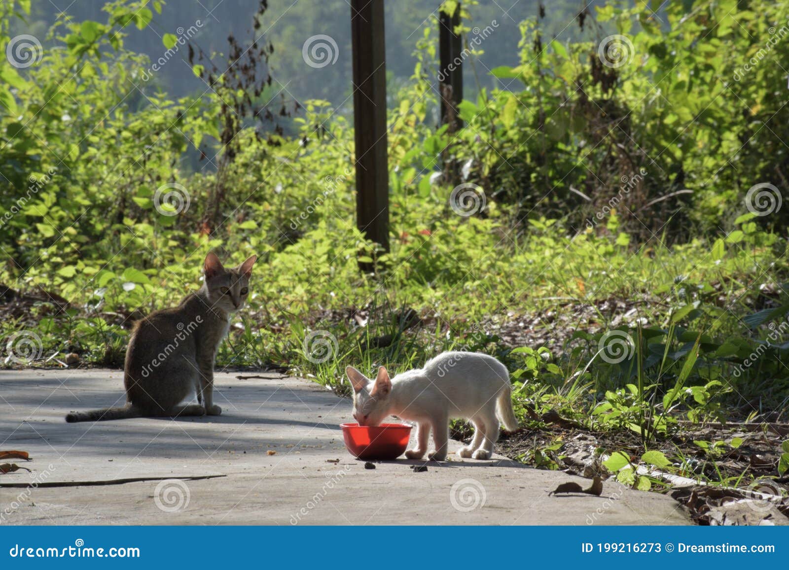 An Alert Cat Mother Watches Over Her Kitten Stock Image - Image of ...