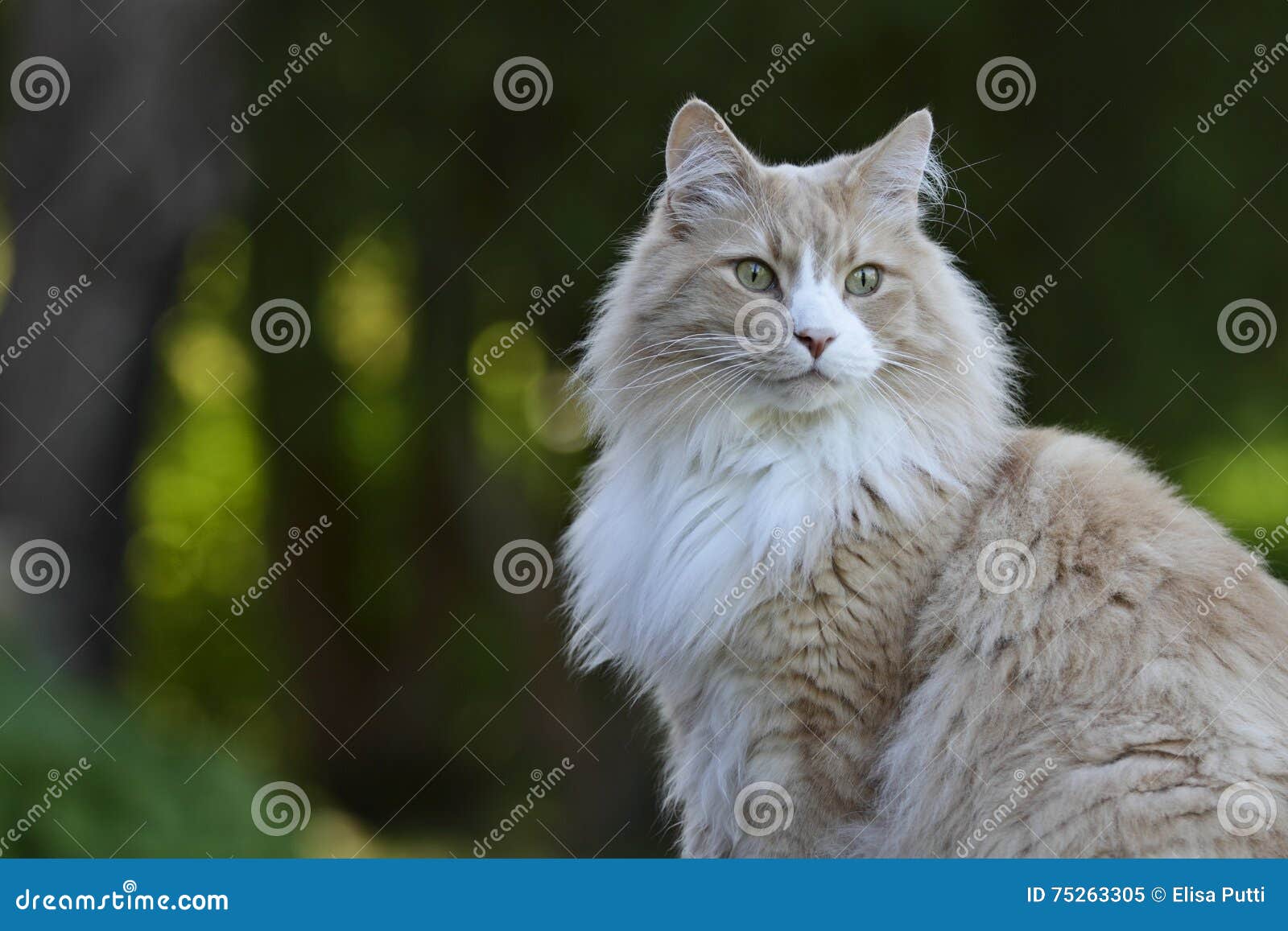 Alert cat stock image. Image of male, garden, looking - 75263305