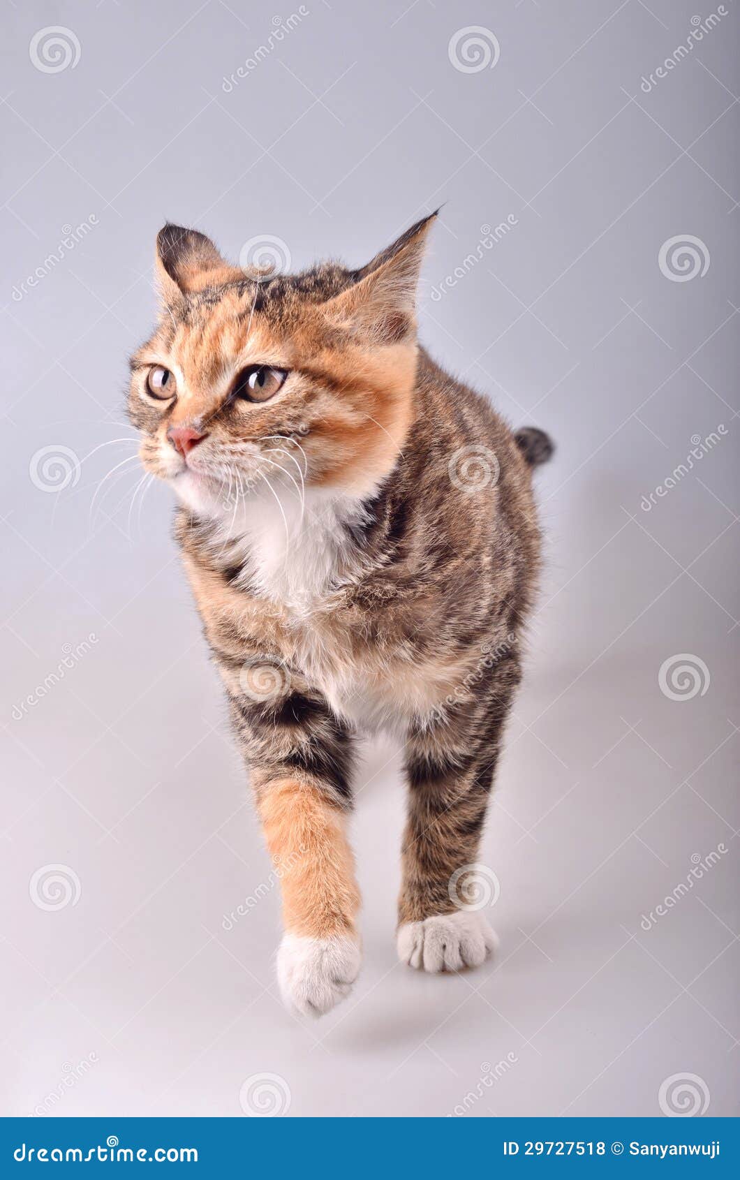 Alert cat stock photo. Image of angry, catlike, ears - 29727518