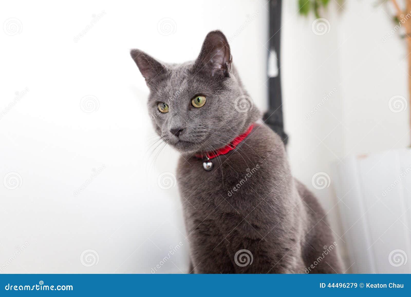 Alert Cat stock image. Image of eyes, background, cuddly - 44496279