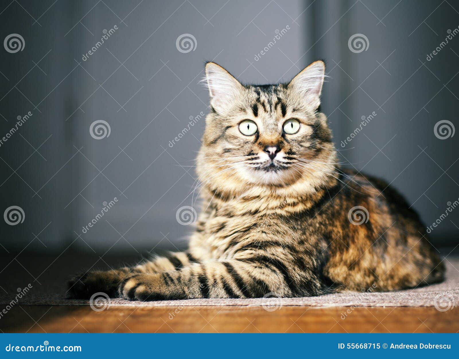 Alert cat stock image. Image of kitten, tomcat, tabby - 55668715