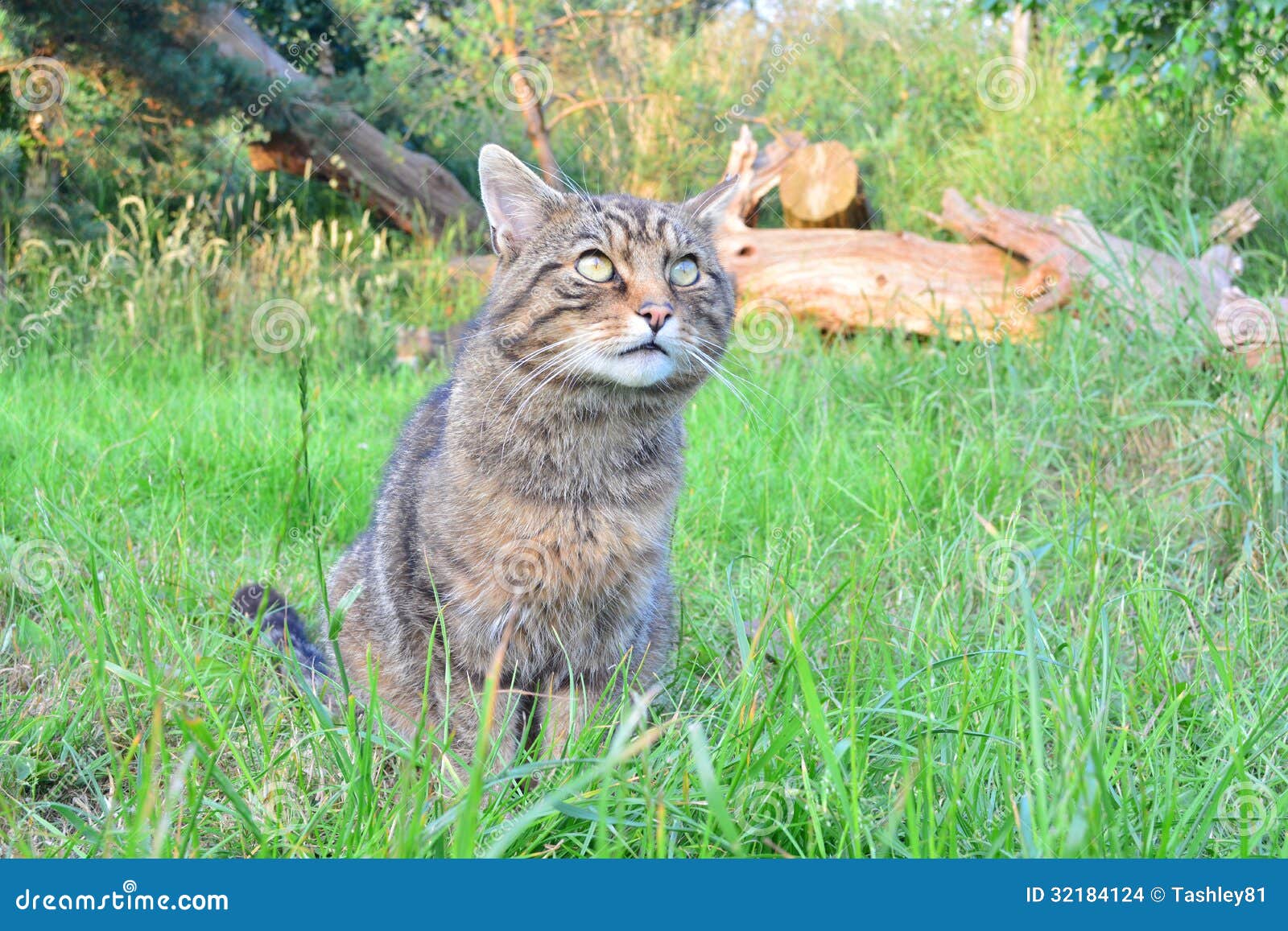Alert cat stock photo. Image of whiskers, hunting, wildlife - 32184124