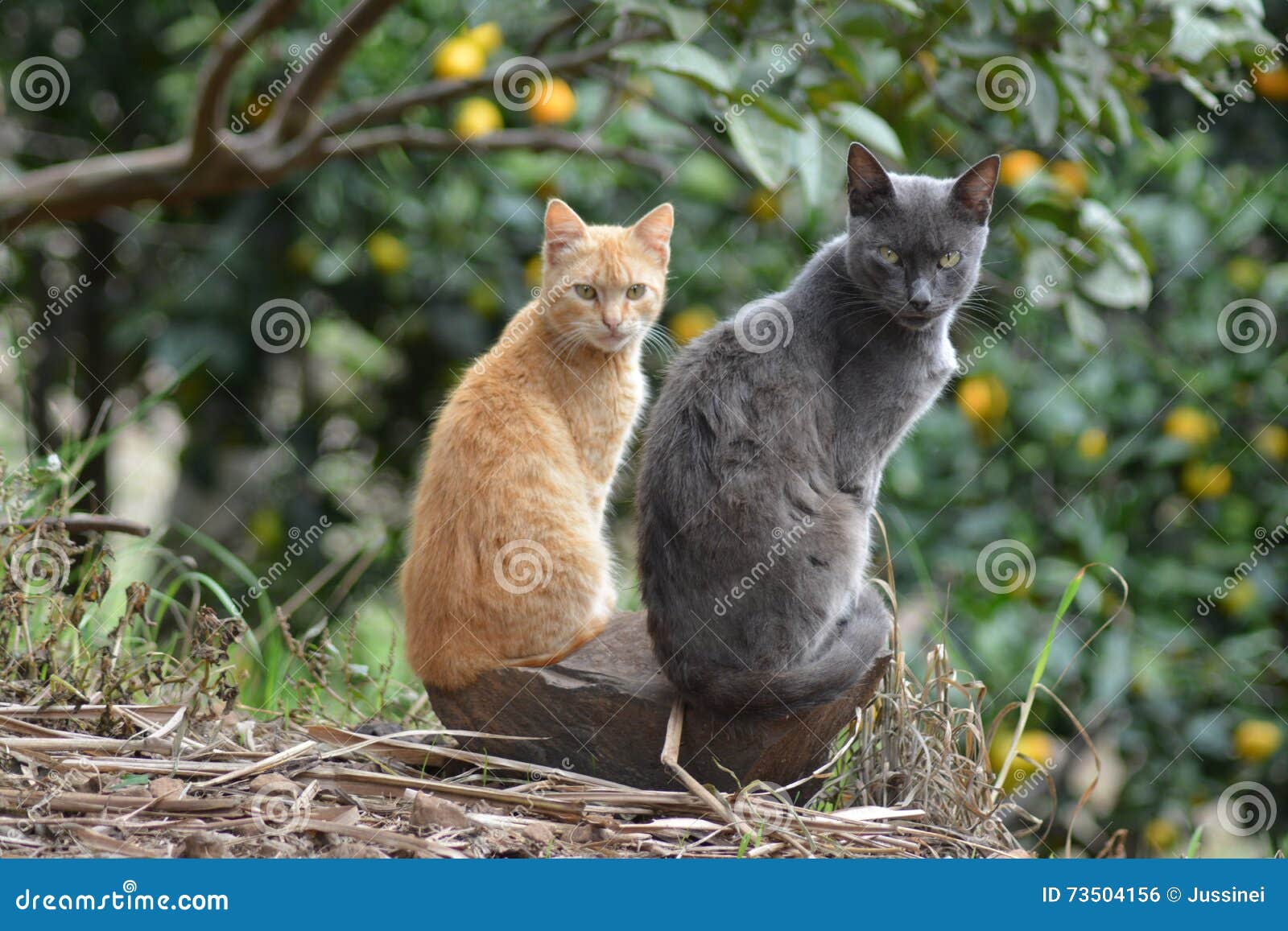 Alert Cats stock photo. Image of gatos, beautiful, eyes - 73504156