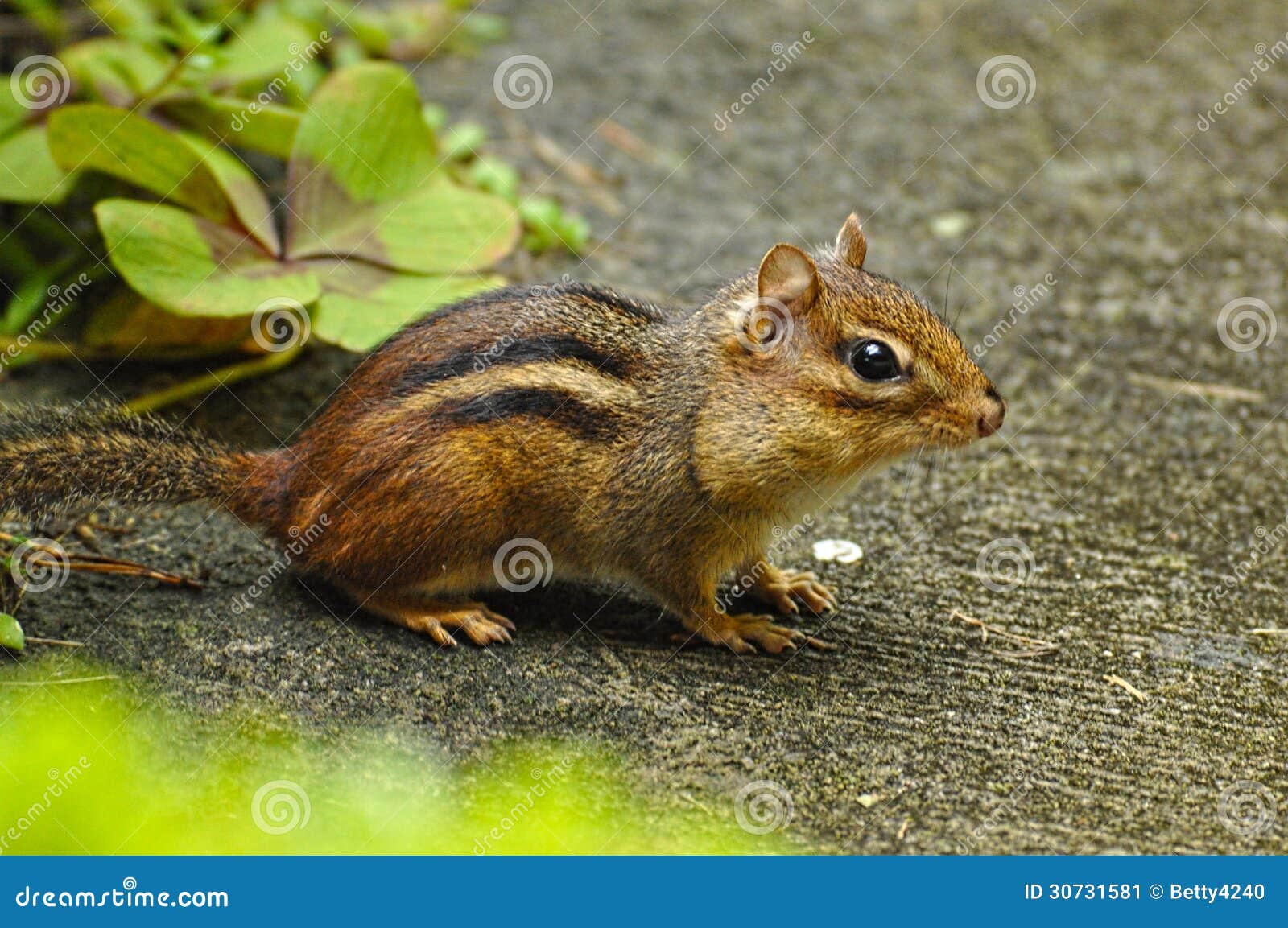 Alert Chipmonk with His Jaws Full of Food. Stock Image - Image of ...