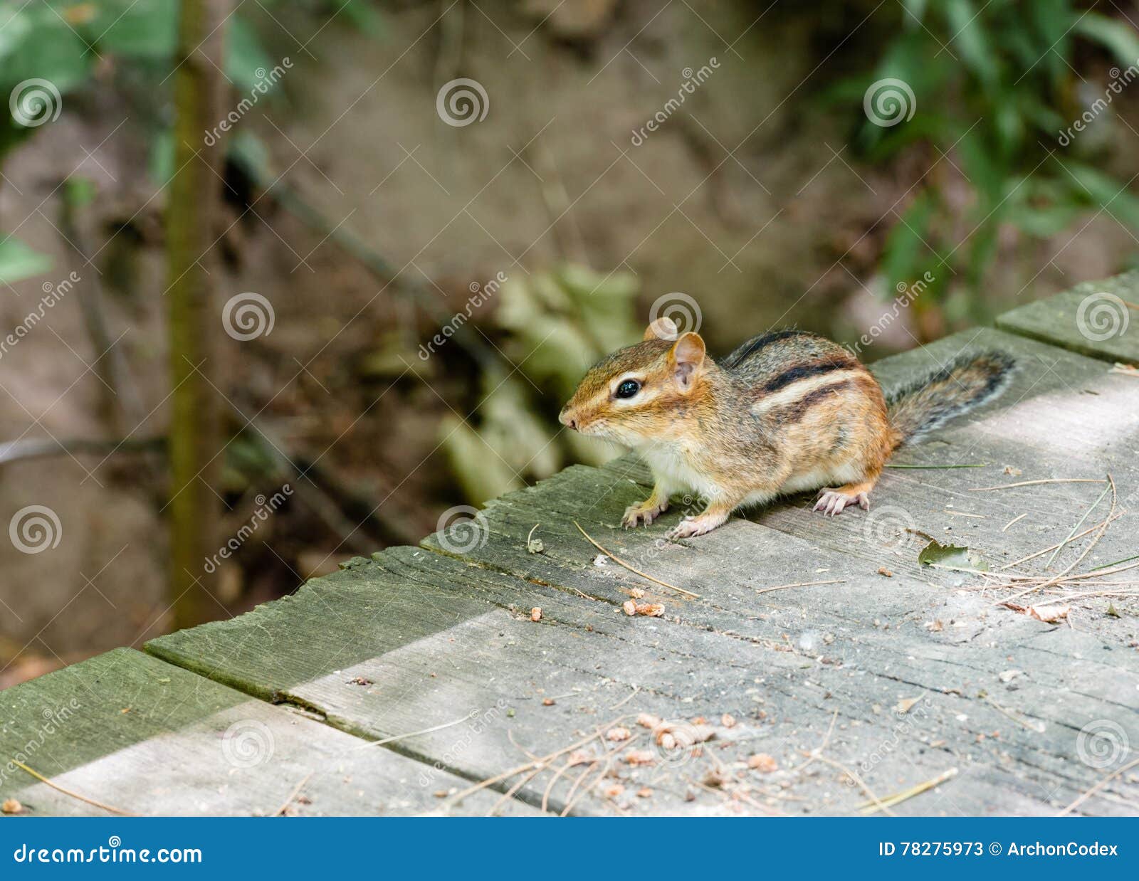 Alert Chipmunk on Wood Deck in Shadow. Stock Image - Image of close ...