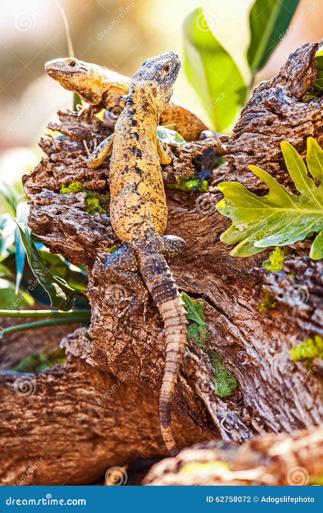 Alert Chuckwallas Outdoors stock photo. Image of closeup - 62758072