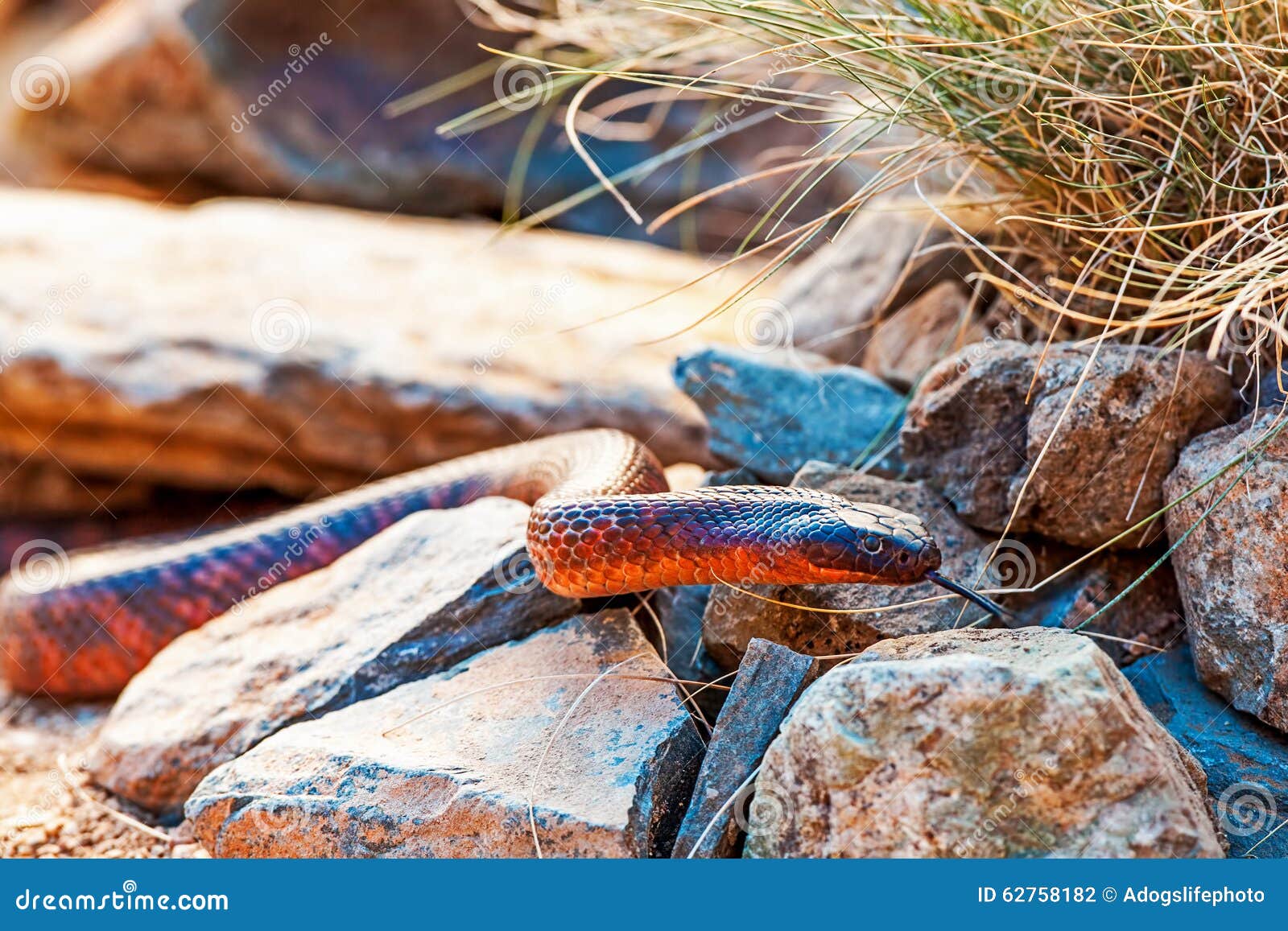 Alert Colletts Cobra on Rocks Stock Photo - Image of nature, animal ...