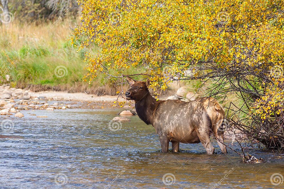 Alert Cow Elk in River stock photo. Image of female, hoofed - 45055358