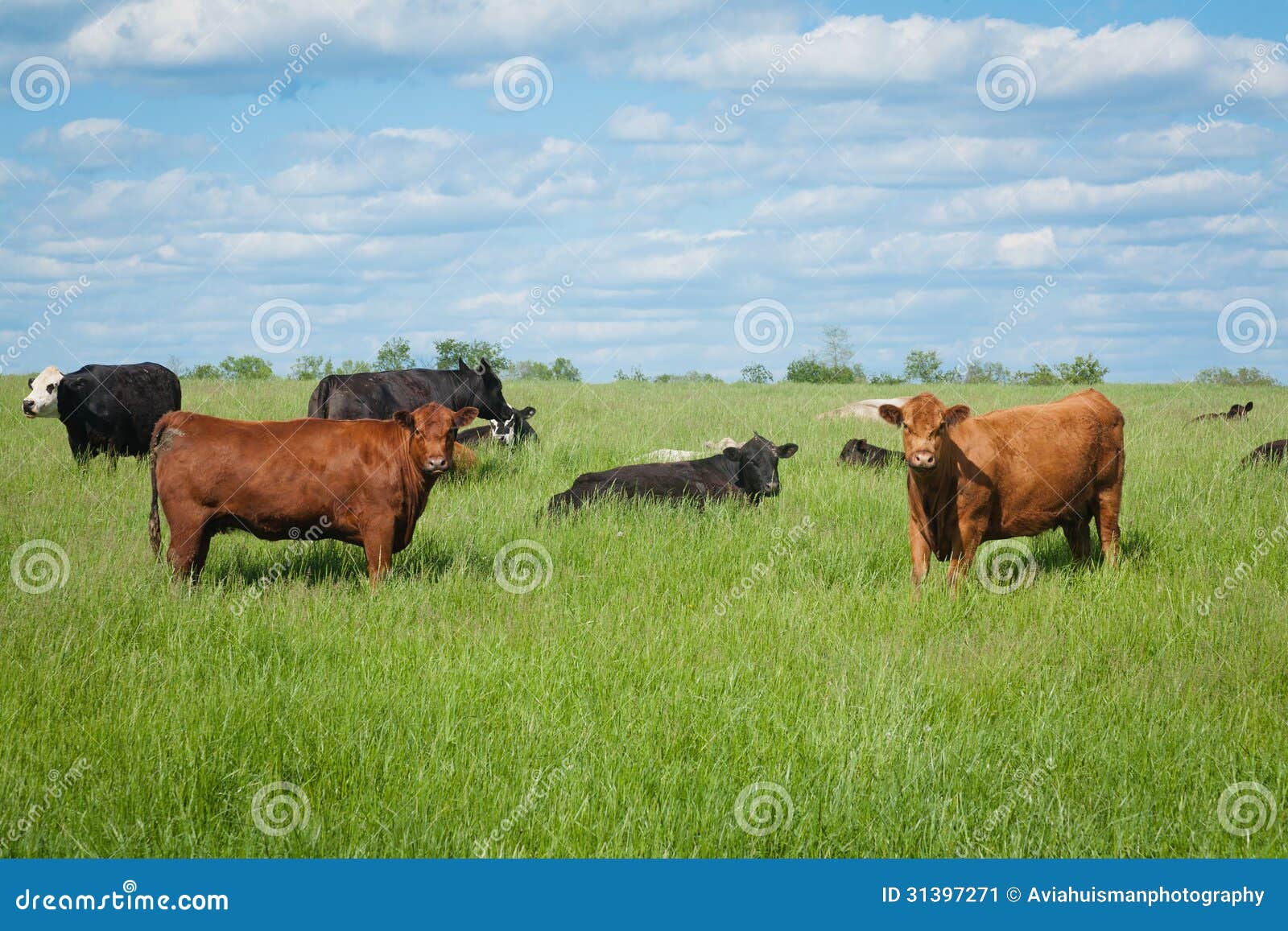 Alert Cows stock image. Image of bovine, chewing, calm - 31397271