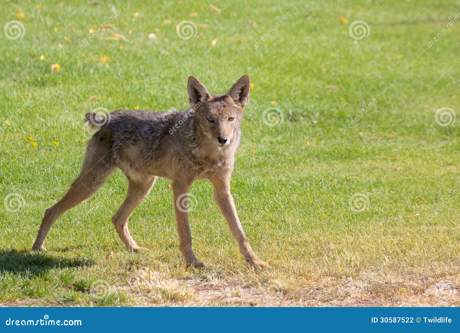 Alert Coyote stock photo. Image of animal, mammal, predator - 30587522