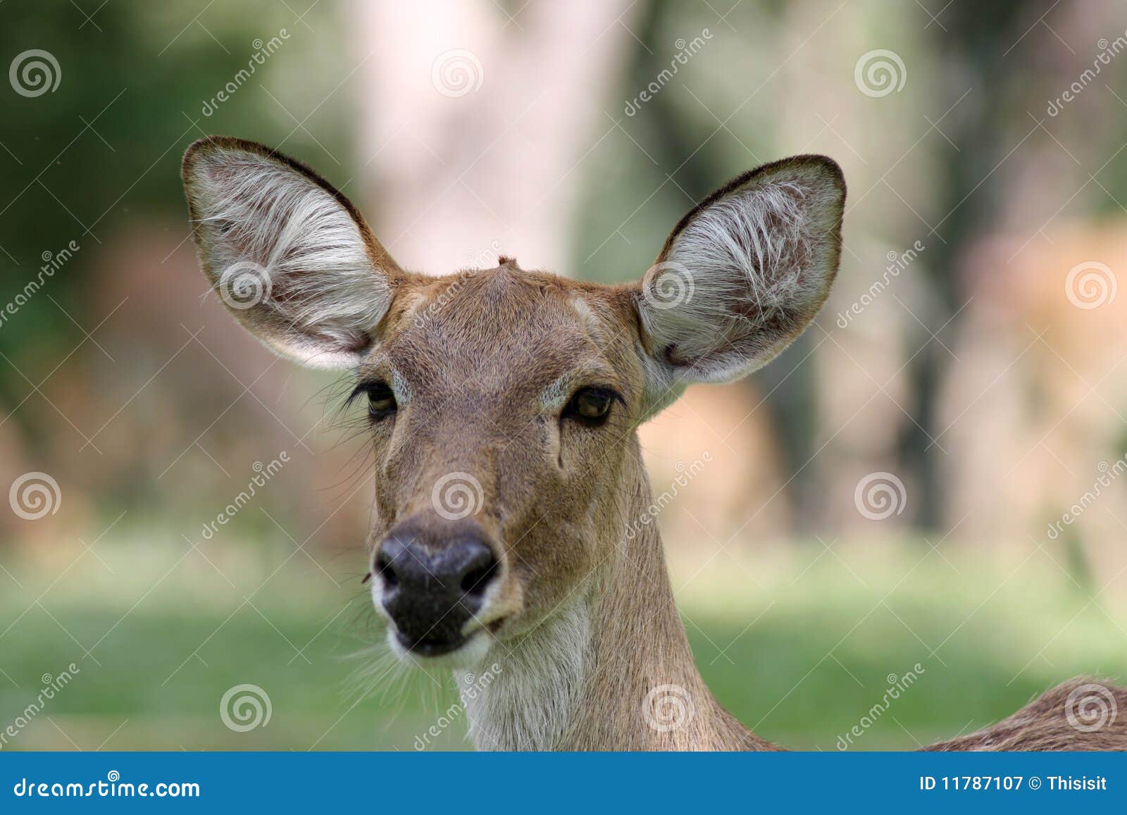 Alert deer stock image. Image of antlered, brow, hoofed - 11787107