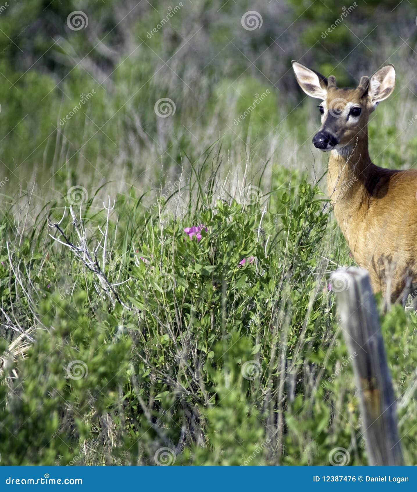 Alert deer stock photo. Image of vigilant, wary, outdoors - 12387476
