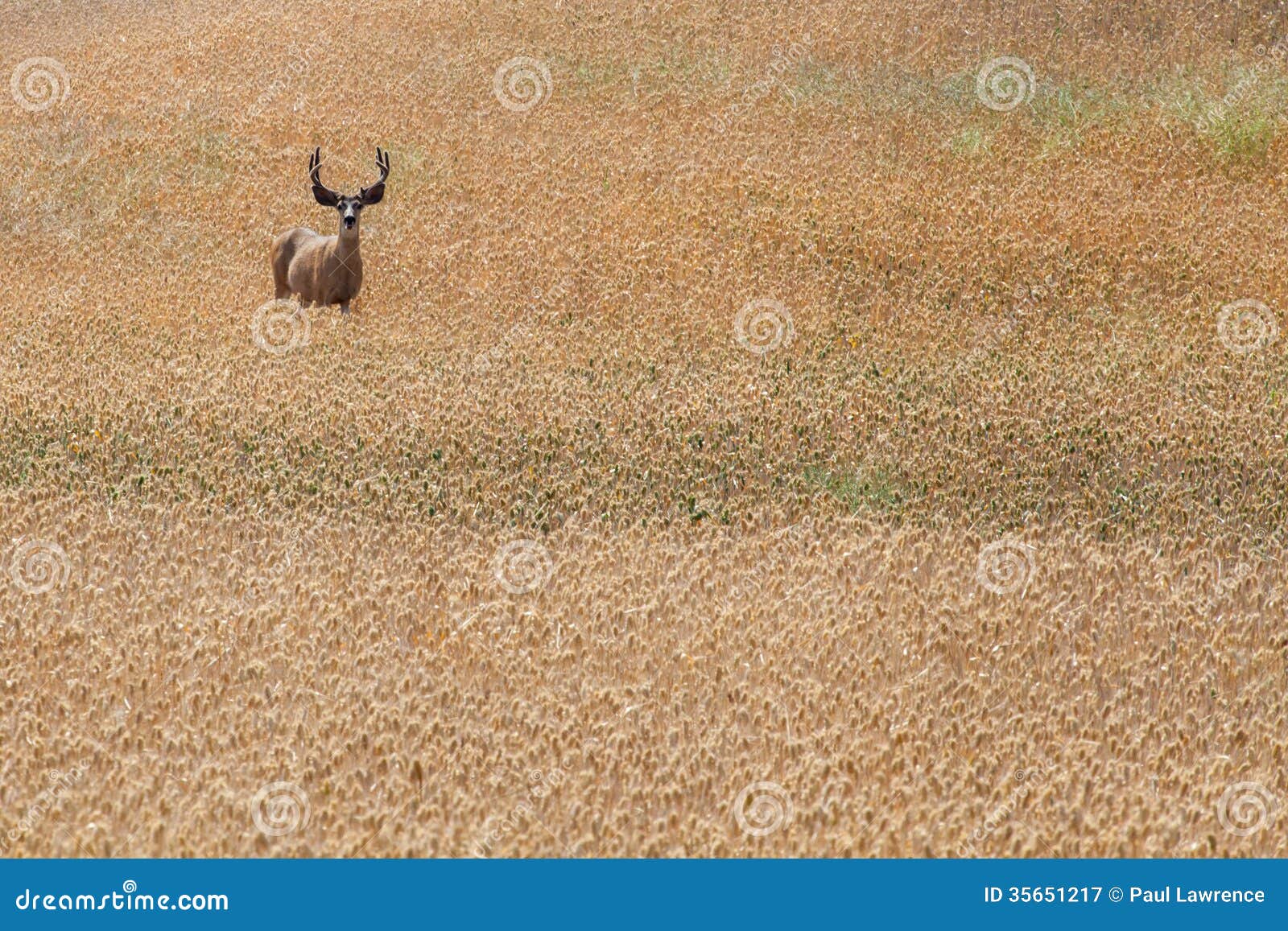 Alert Deer in Field stock image. Image of west, majestic - 35651217