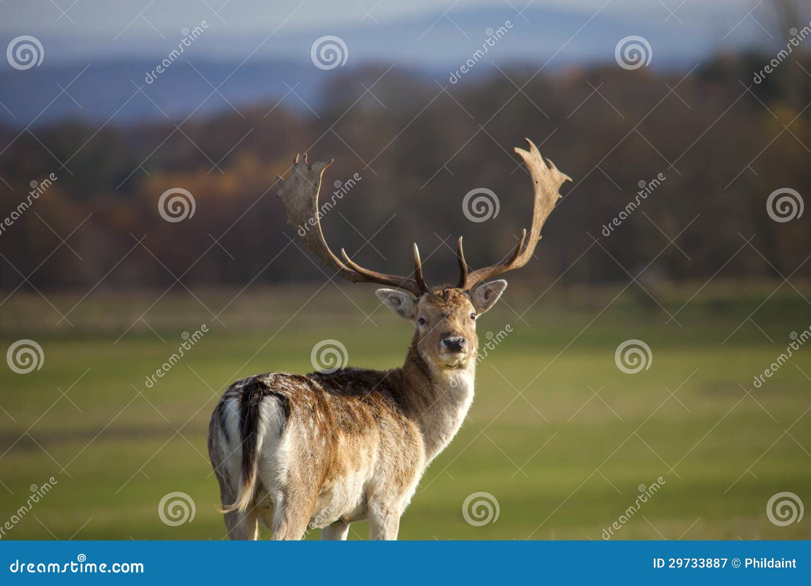 Alert deer stock image. Image of meadow, hunting, brown - 29733887