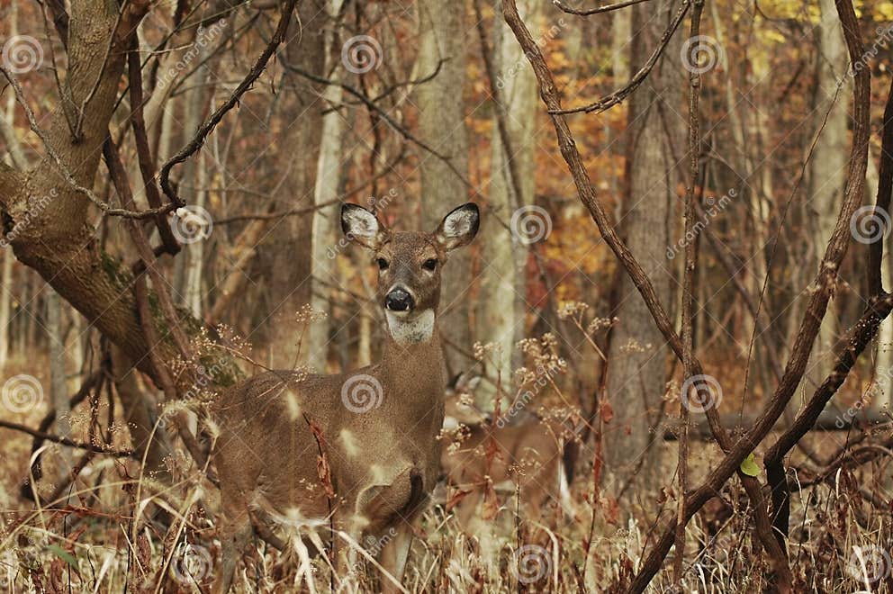 Alert Doe stock photo. Image of gaze, nose, single, wildlife - 3667468
