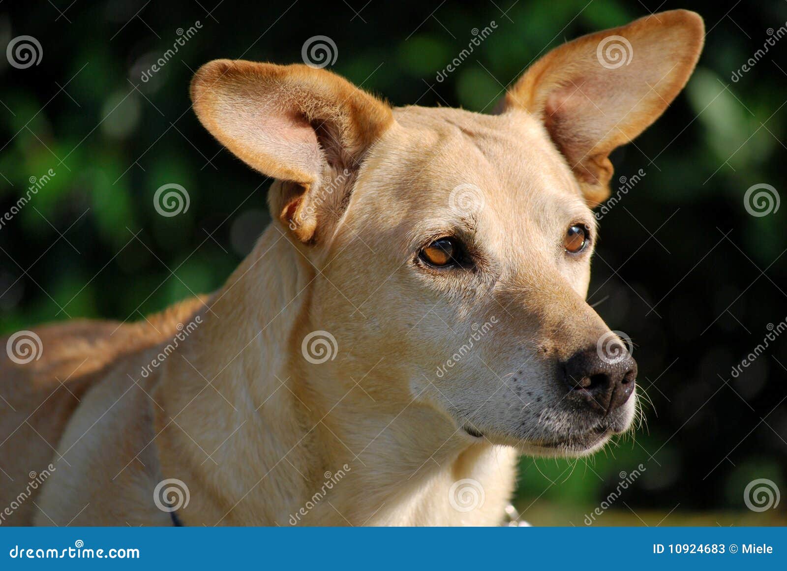 Alert dog stock image. Image of friend, angle, portrait - 10924683