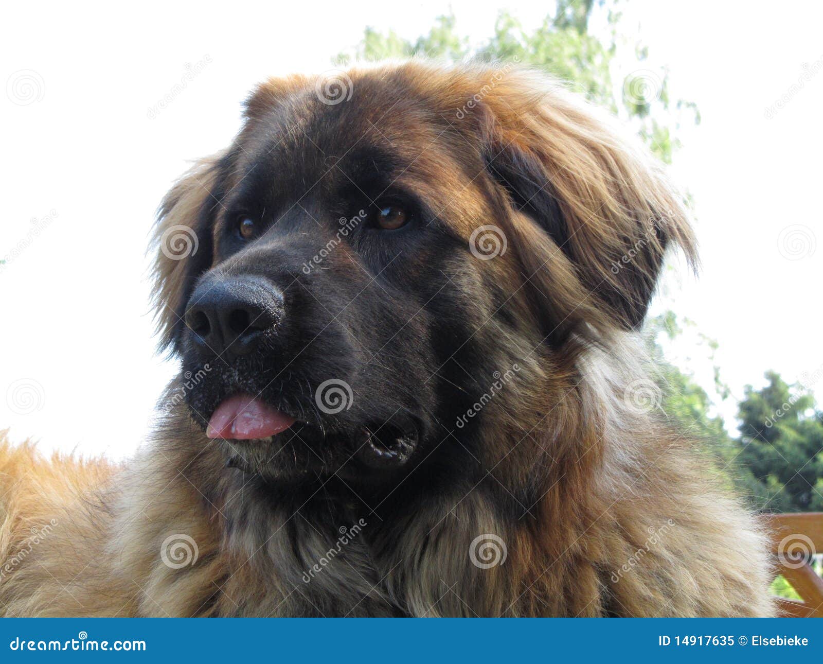 Alert dog stock image. Image of full, pets, months, mammal - 14917635