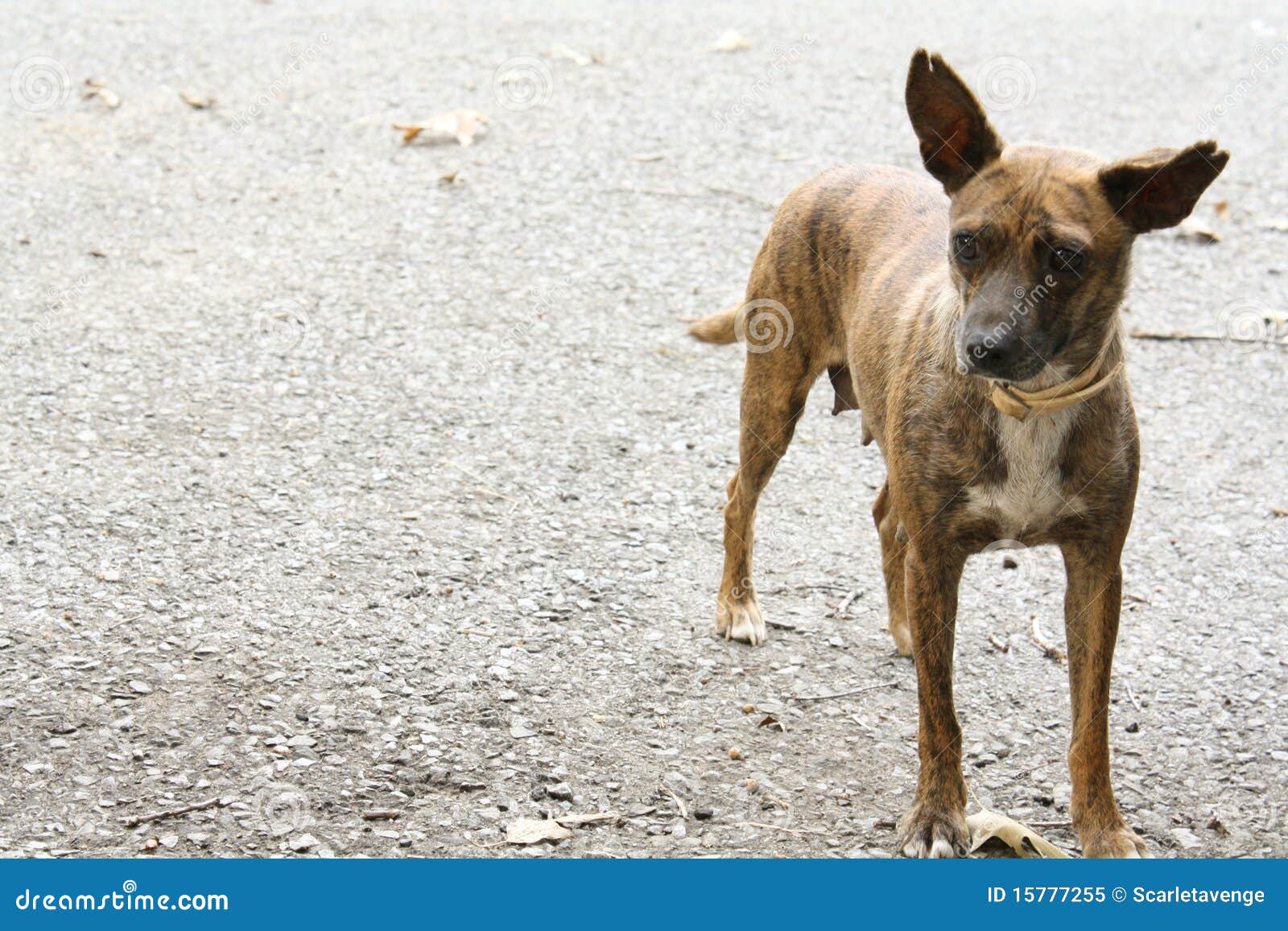 Alert Dog stock image. Image of cute, adorable, little - 15777255