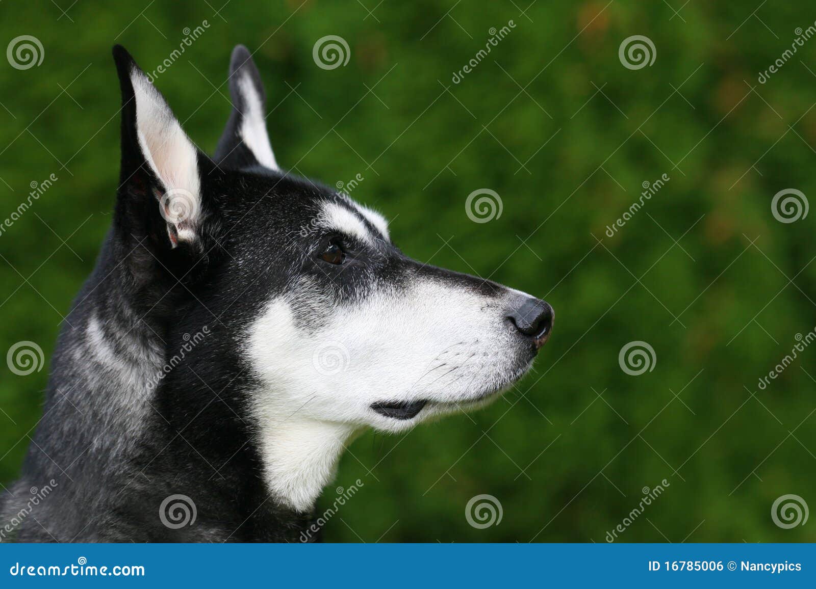 Alert Dog stock photo. Image of listen, malamute, head - 16785006