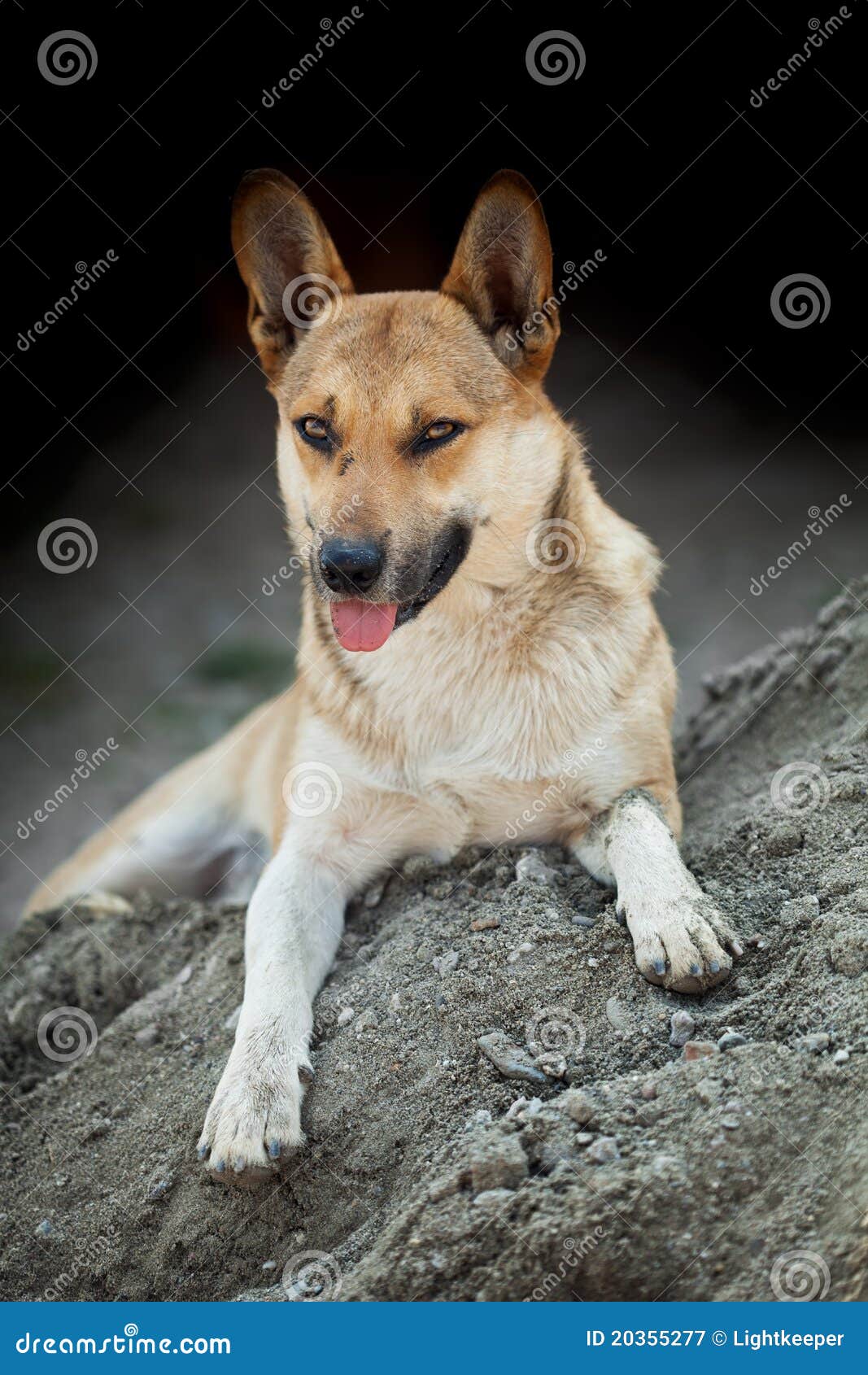 Alert dog stock image. Image of companion, portrait, sitting - 20355277